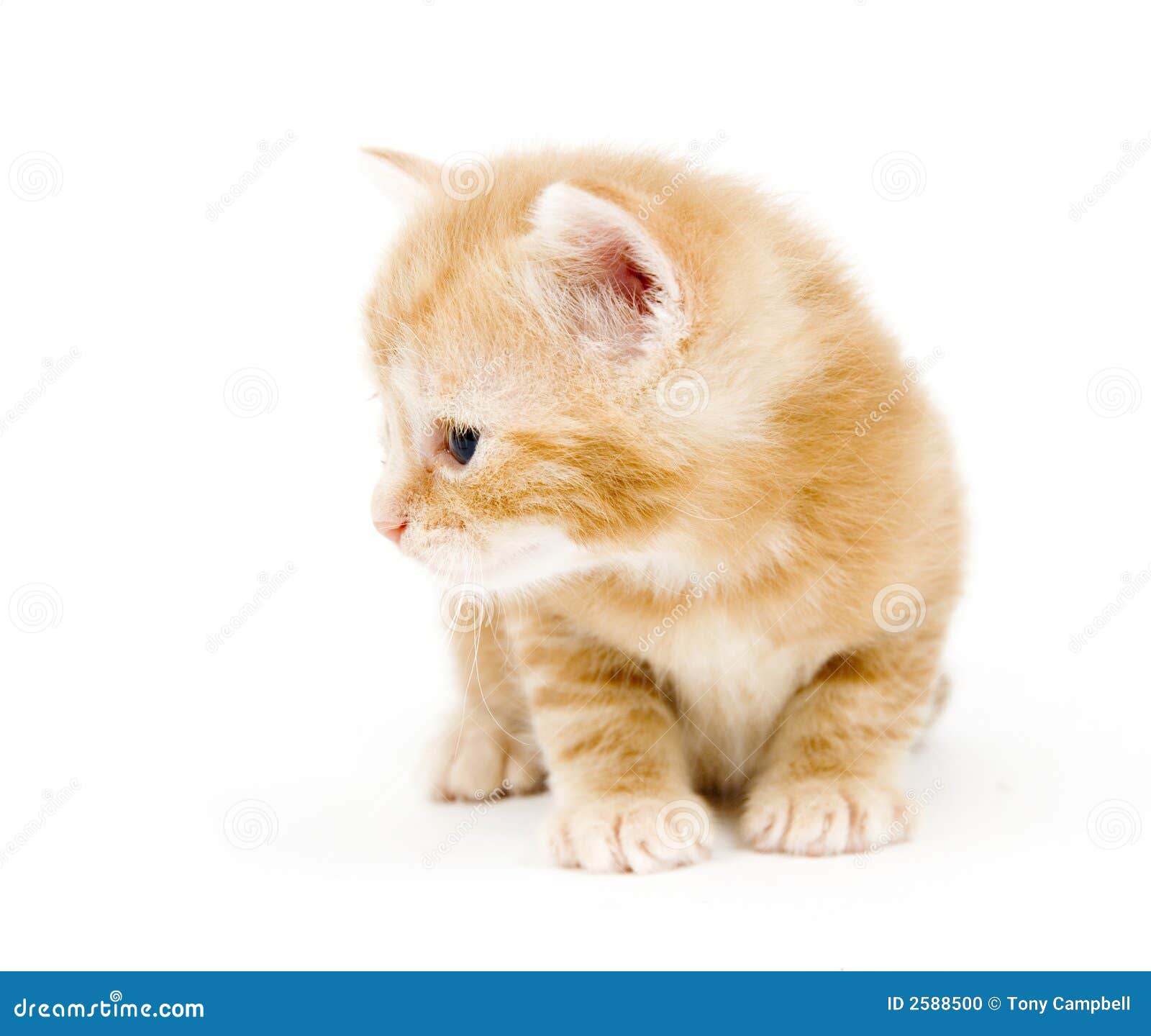 Yellow kitten looking left stock photo. Image of investigate - 2588500
