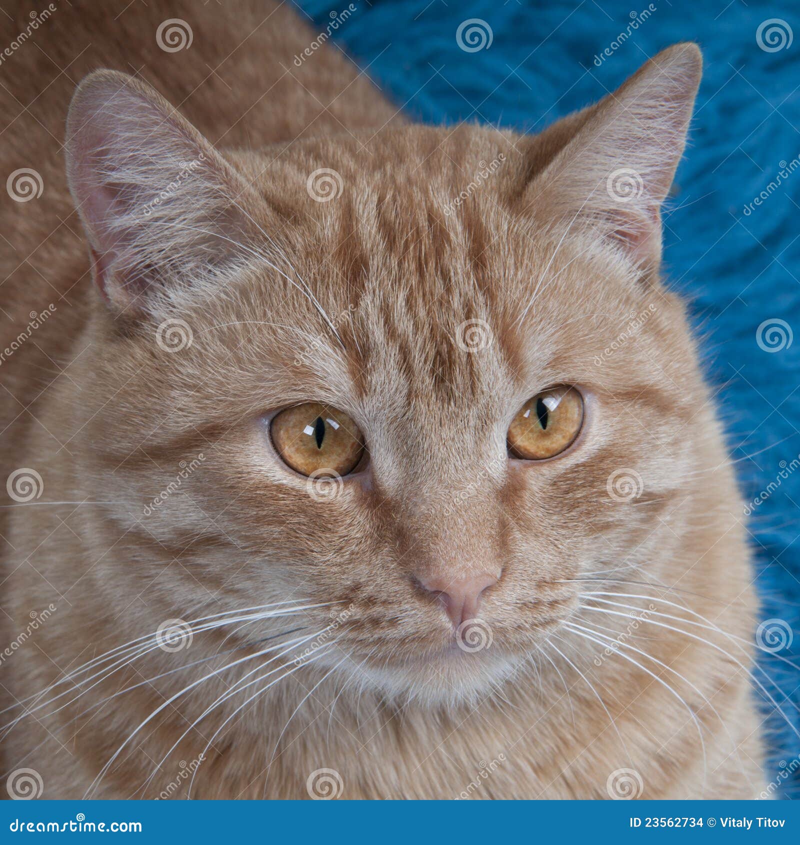 Yellow kitten portrait stock photo. Image of ginger, nose - 23562734