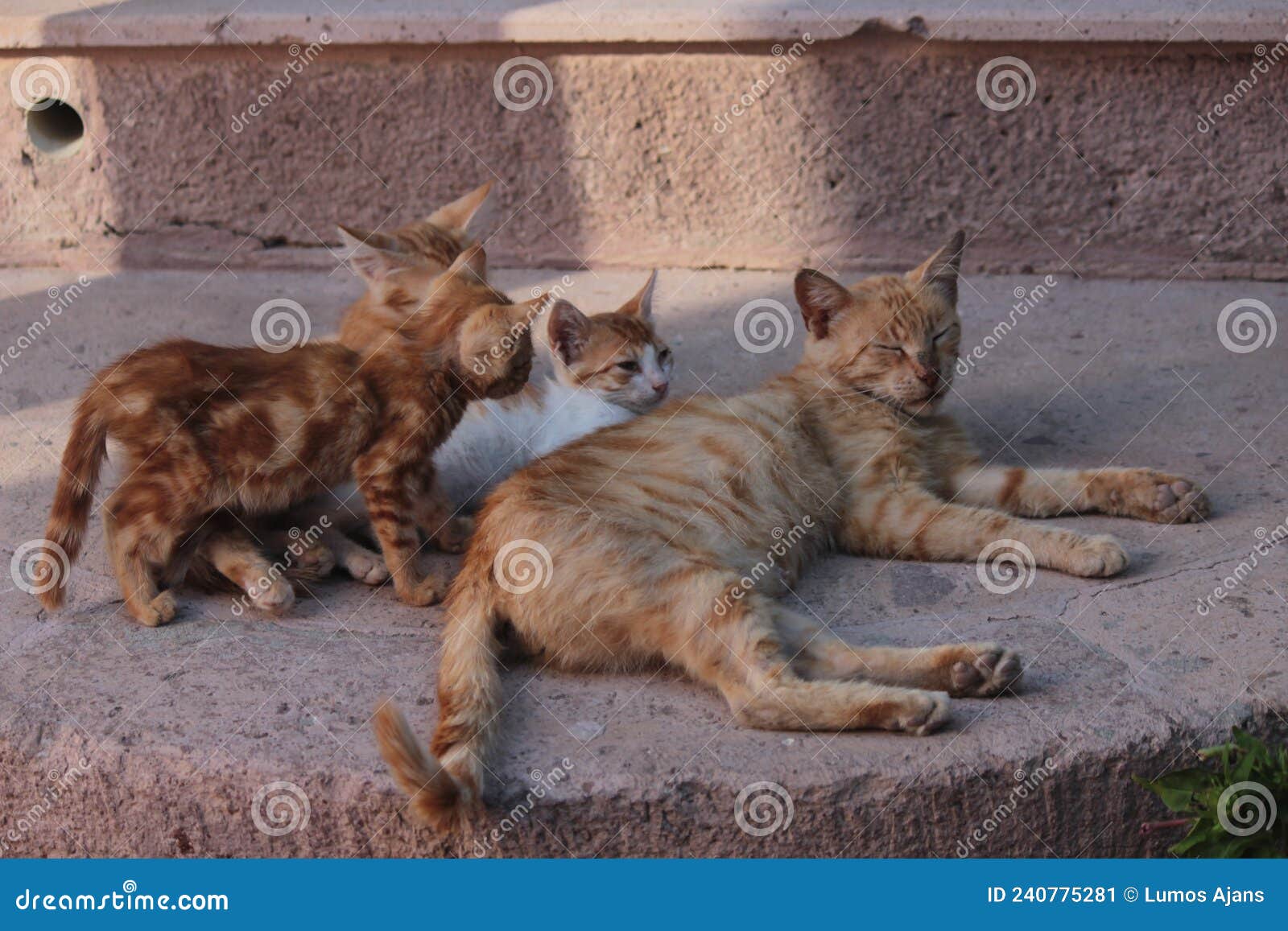 Yellow Kitten Stray Cats and Mother Cat Stock Image - Image of ...