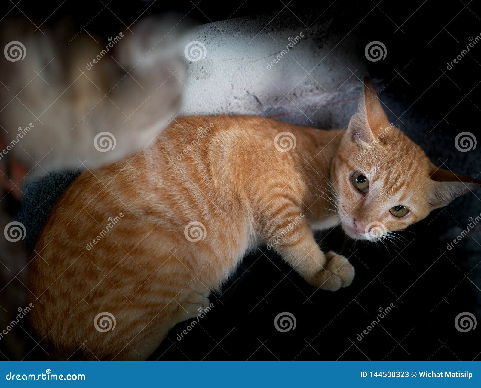 Yellow Kitten Was Gray Cat Threatened Stock Image - Image of kitten ...