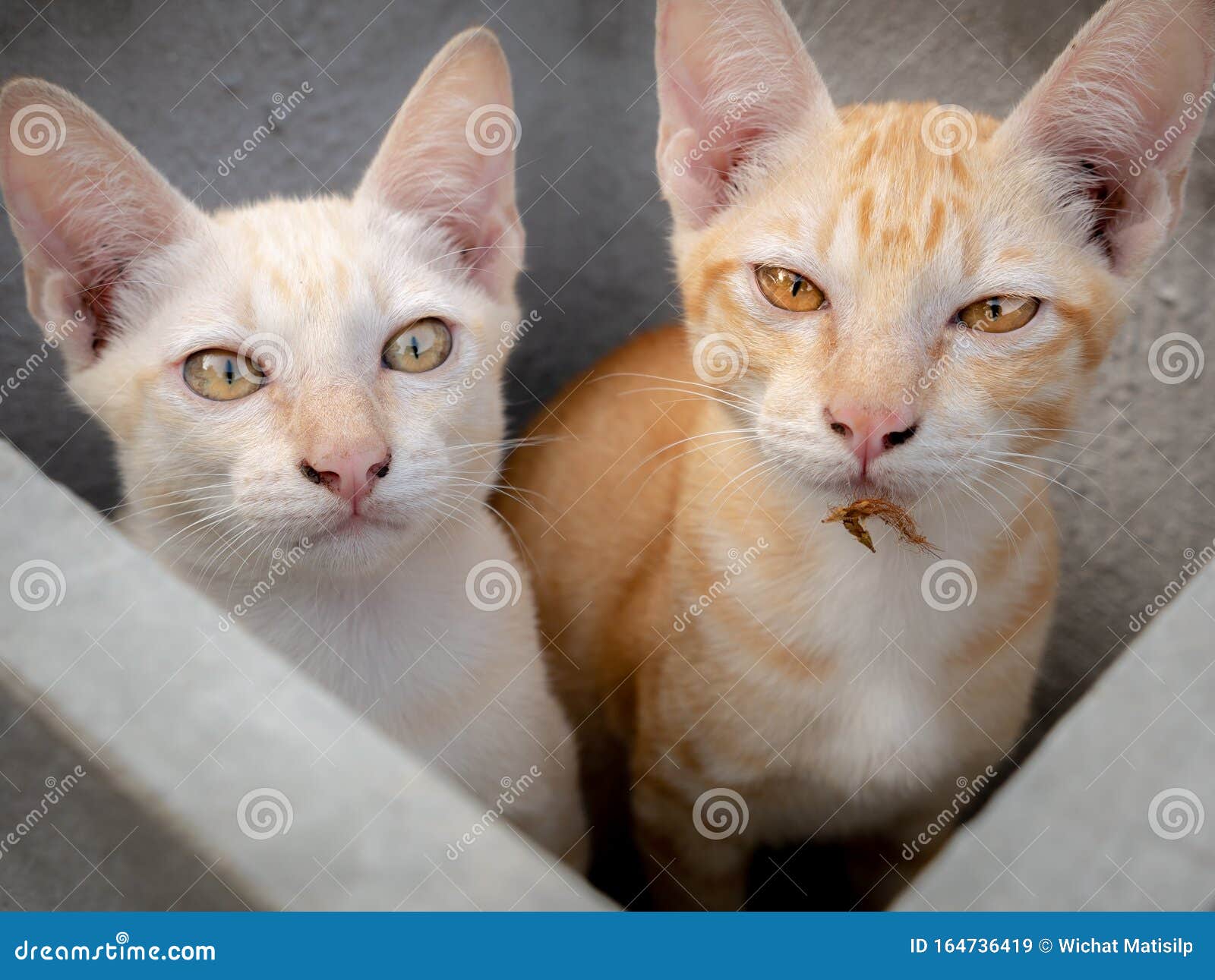 Yellow Kittens Staring in the Box Stock Image - Image of copy, feeding ...