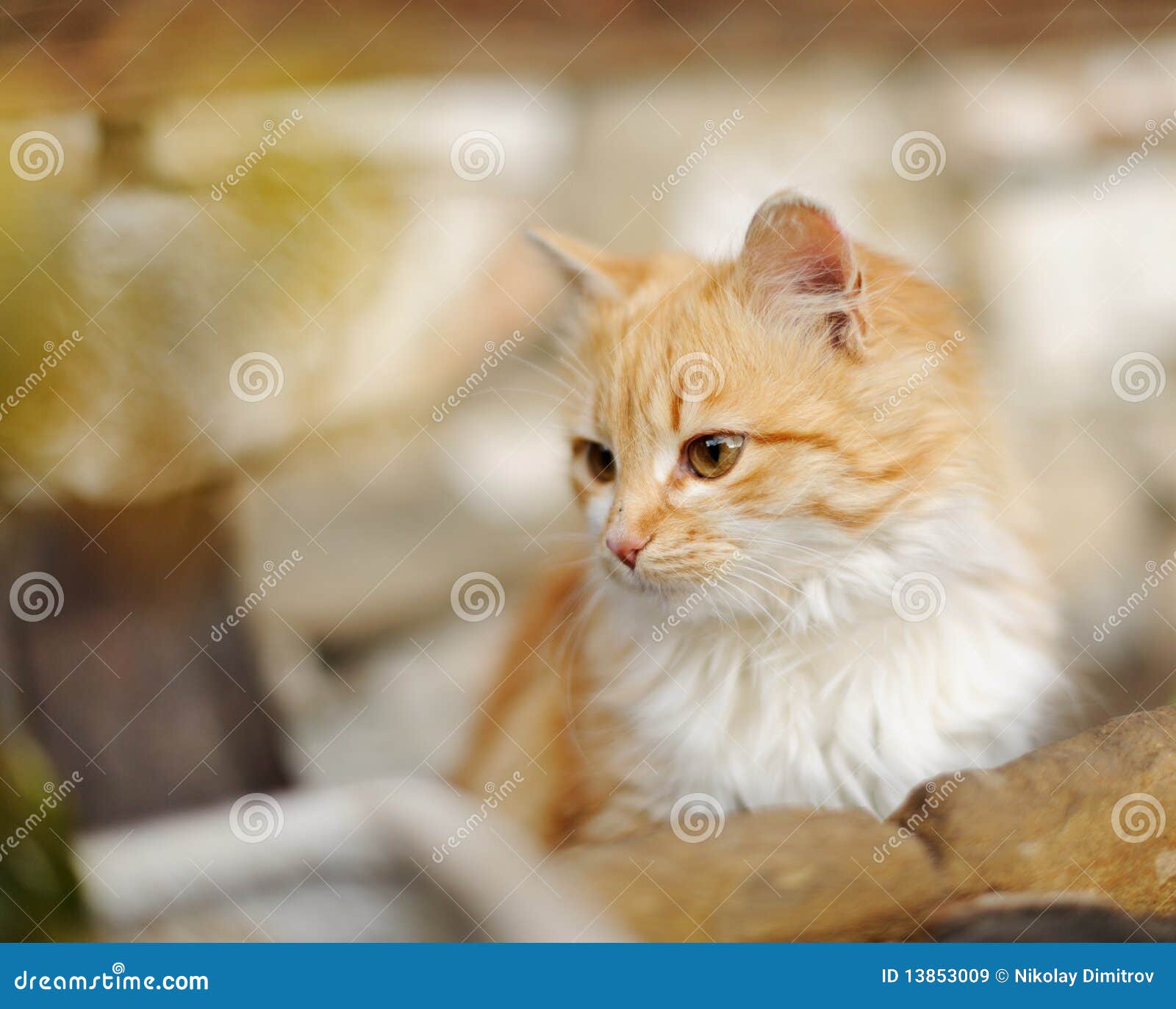 Yellow kitty stock image. Image of kitten, domestic, feline - 13853009