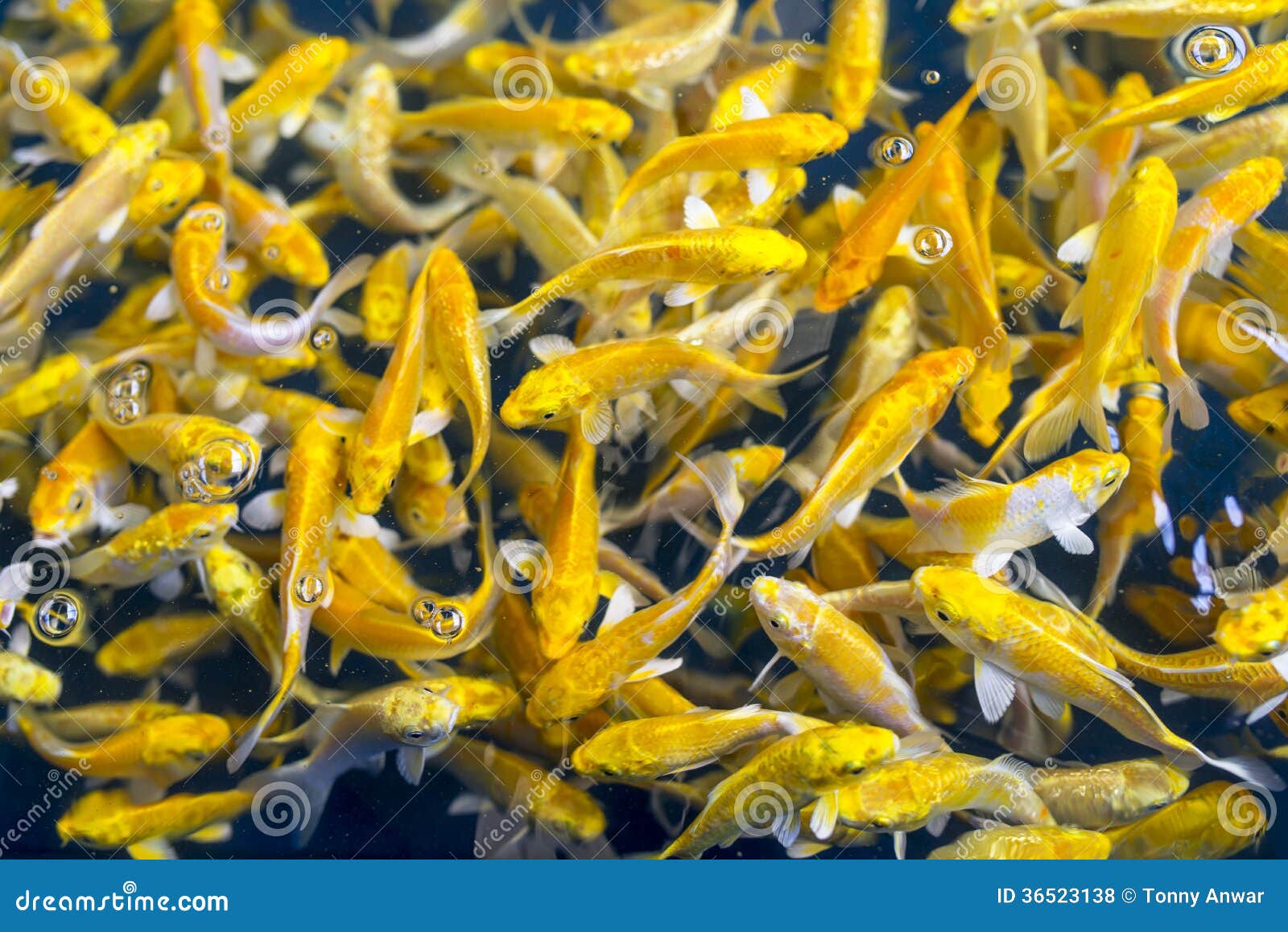 Yellow Koi stock photo. Image of yellow, golden, fish - 36523138