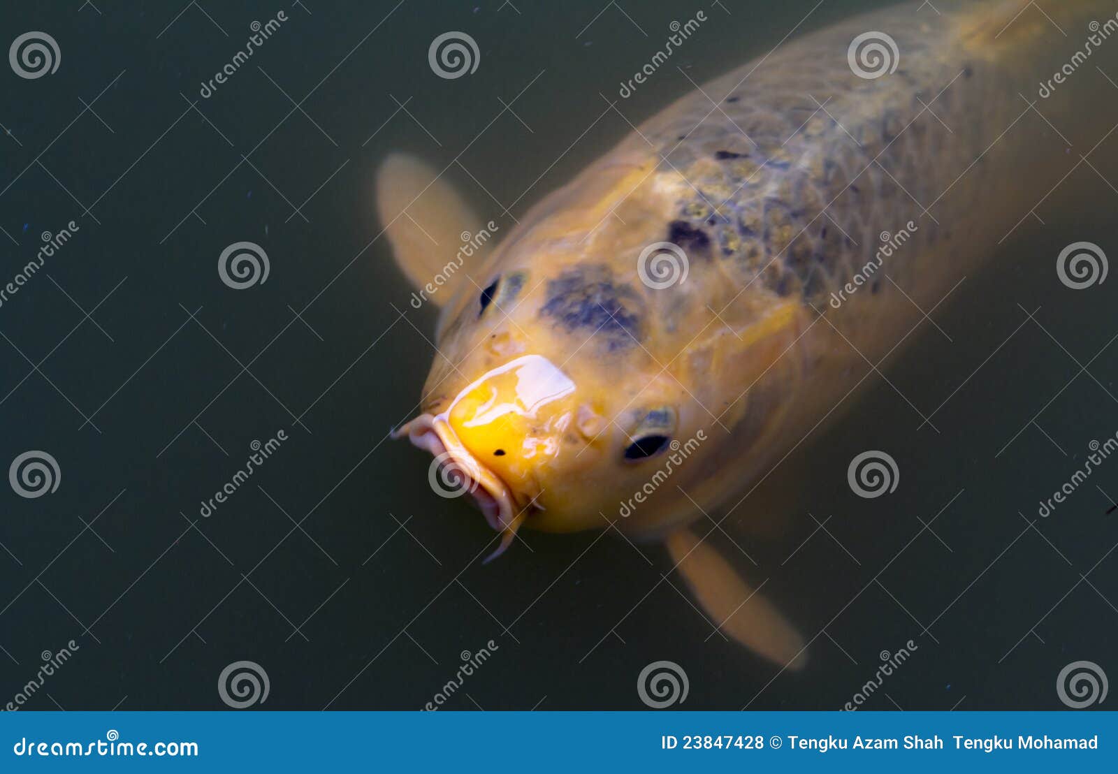 Yellow Koi Fish stock photo. Image of aquatic, flower - 23847428