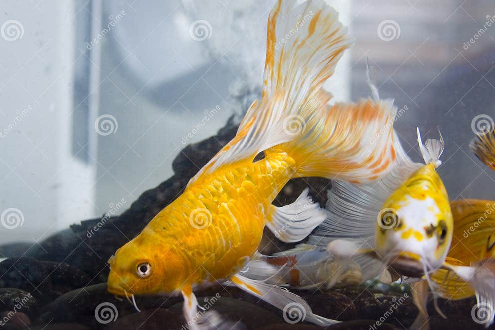 Yellow koi fish stock photo. Image of water, japanese - 4456942