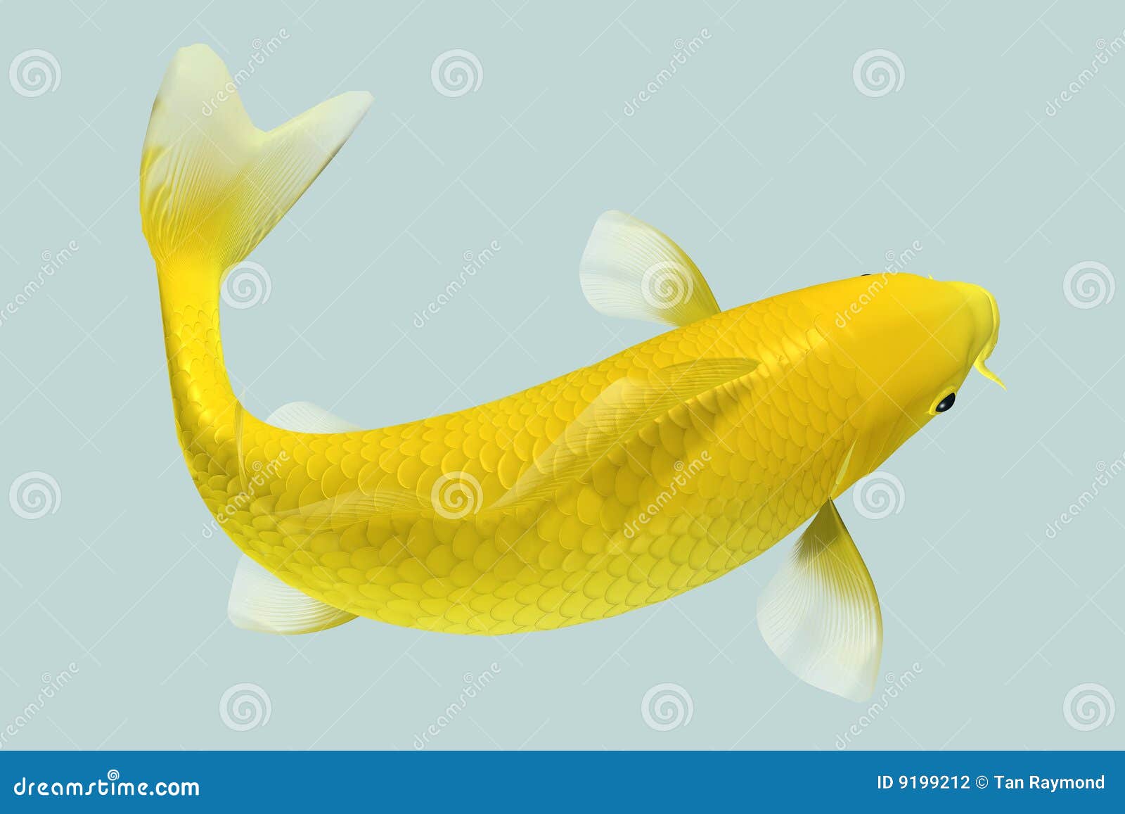 Yellow Koi