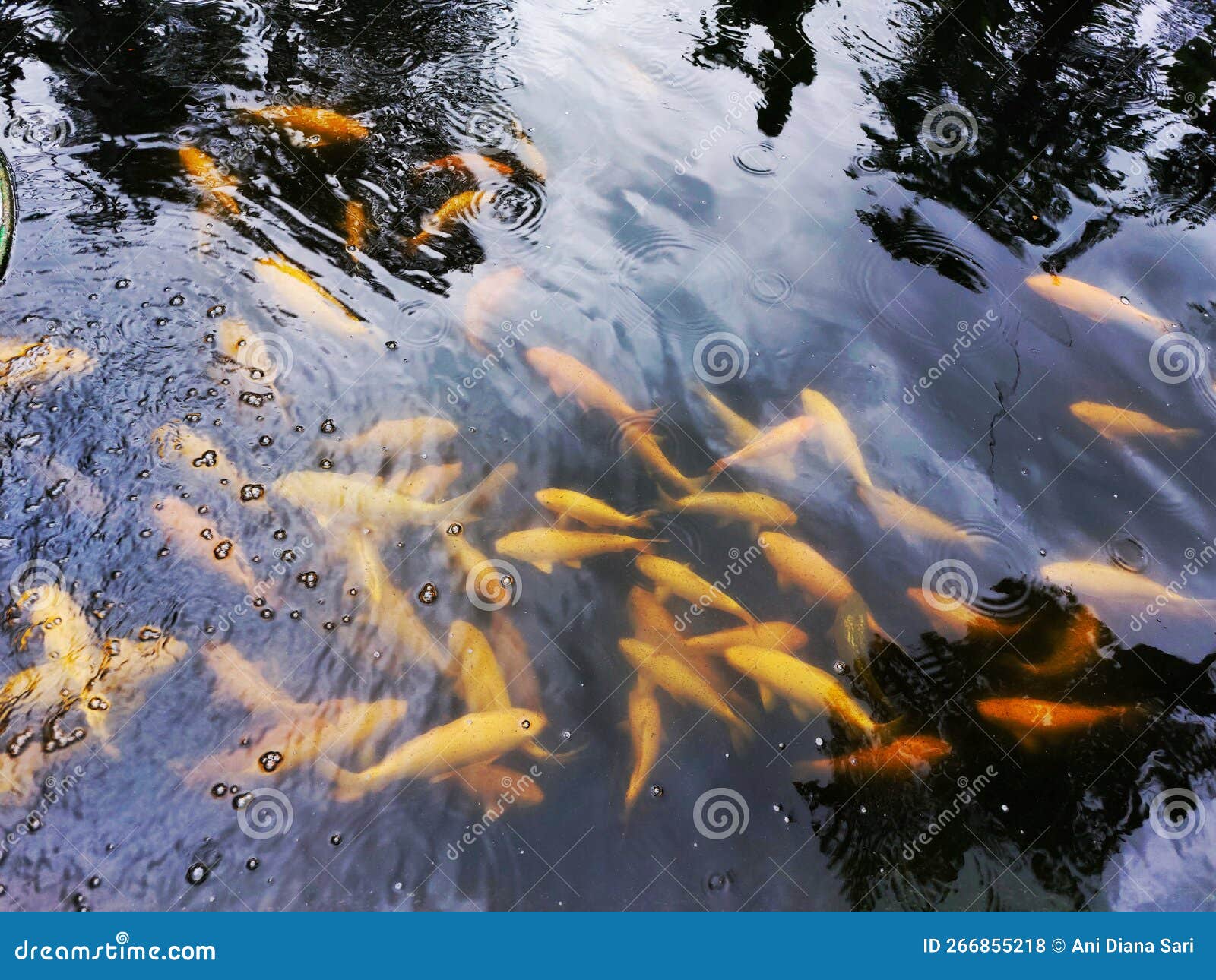 Yellow Koi Fish on the Pond Stock Photo - Image of fish, yellow: 266855218