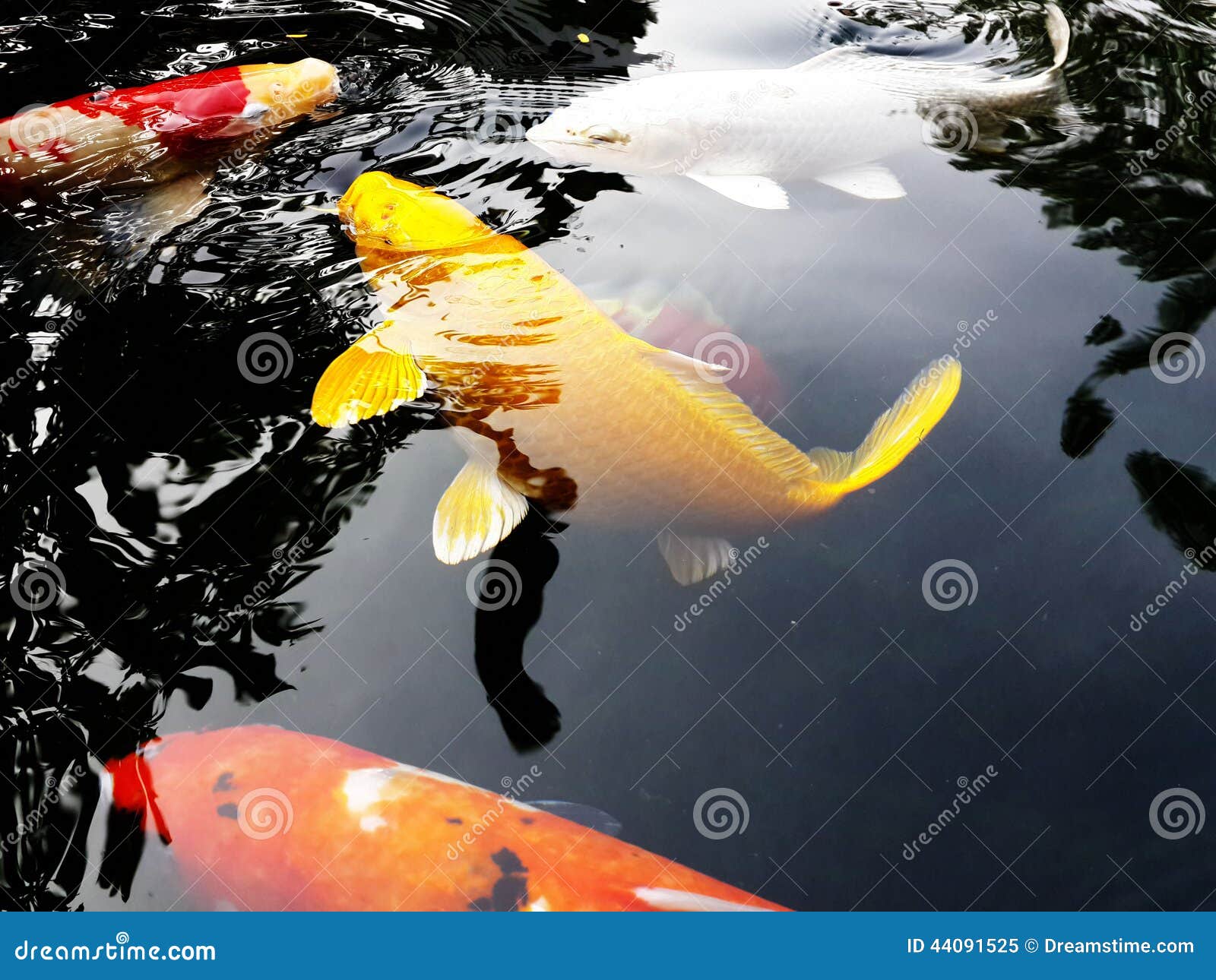 Yellow Koi Fish stock image. Image of fish, swimming - 44091525