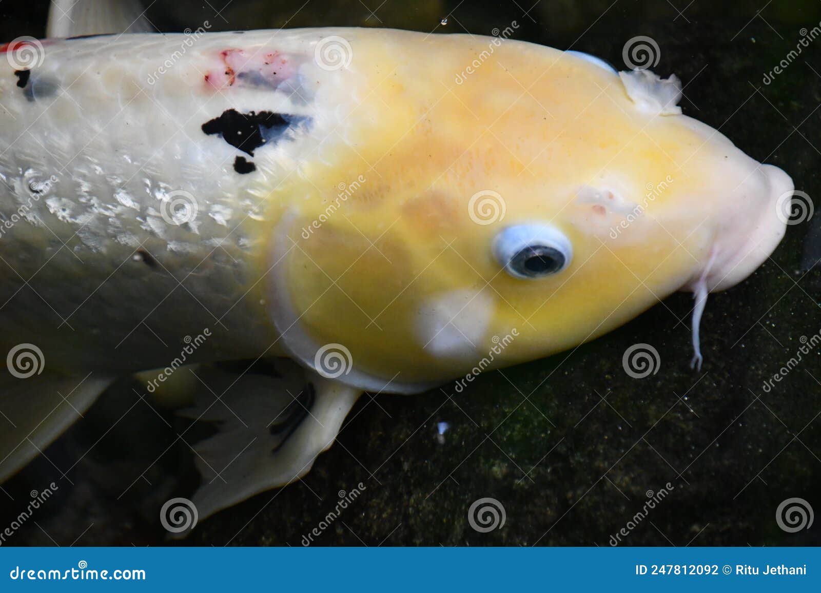 A Yellow Koi Fish stock photo. Image of feeding, freshness - 247812092