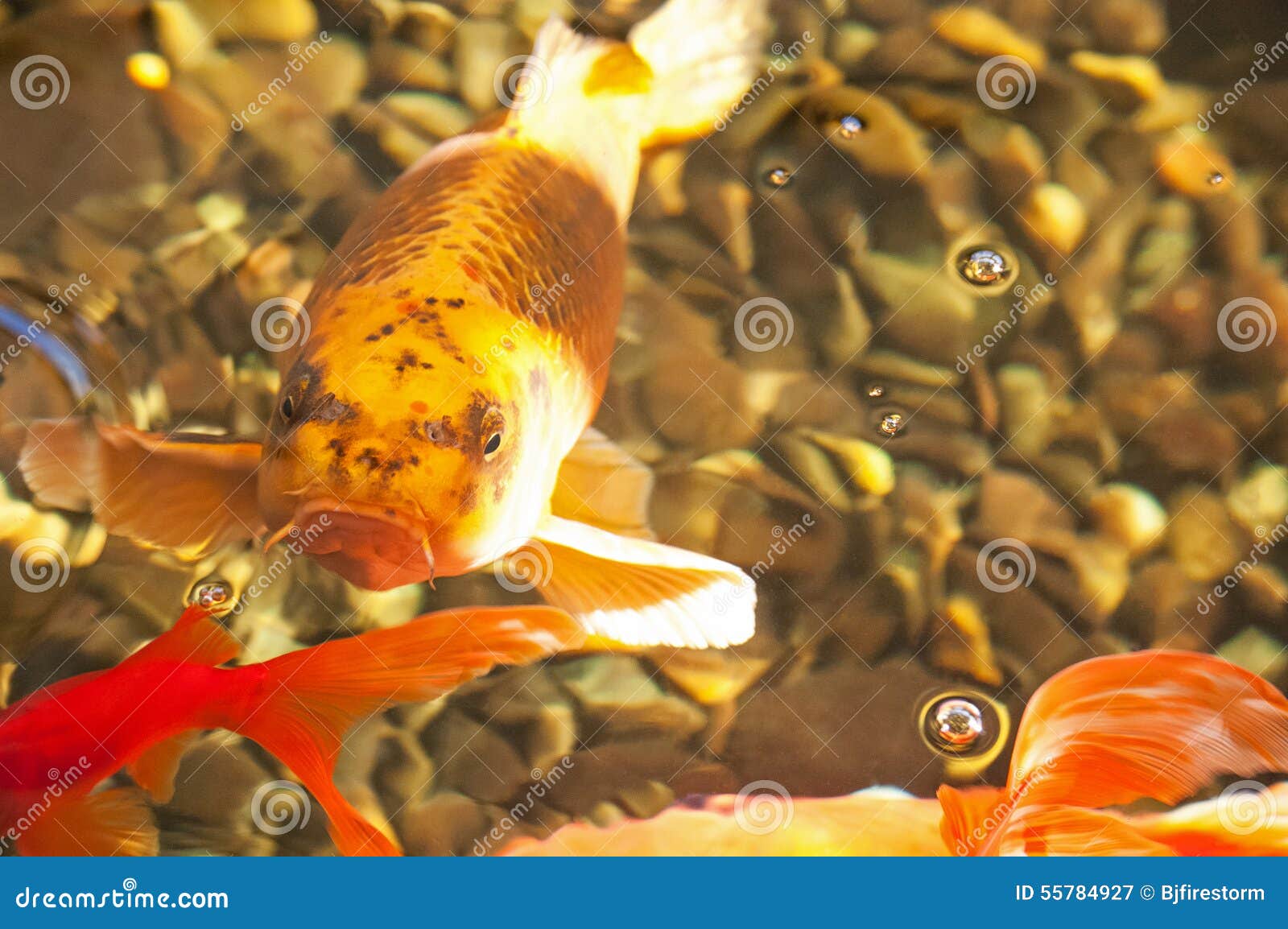 Yellow Koi stock image. Image of scales, tropical, ponds - 55784927