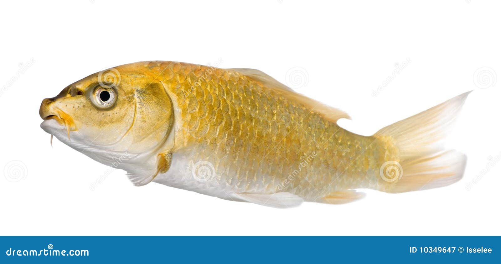 Koi Profile Stock Photos - Free & Royalty-Free Stock Photos from Dreamstime
