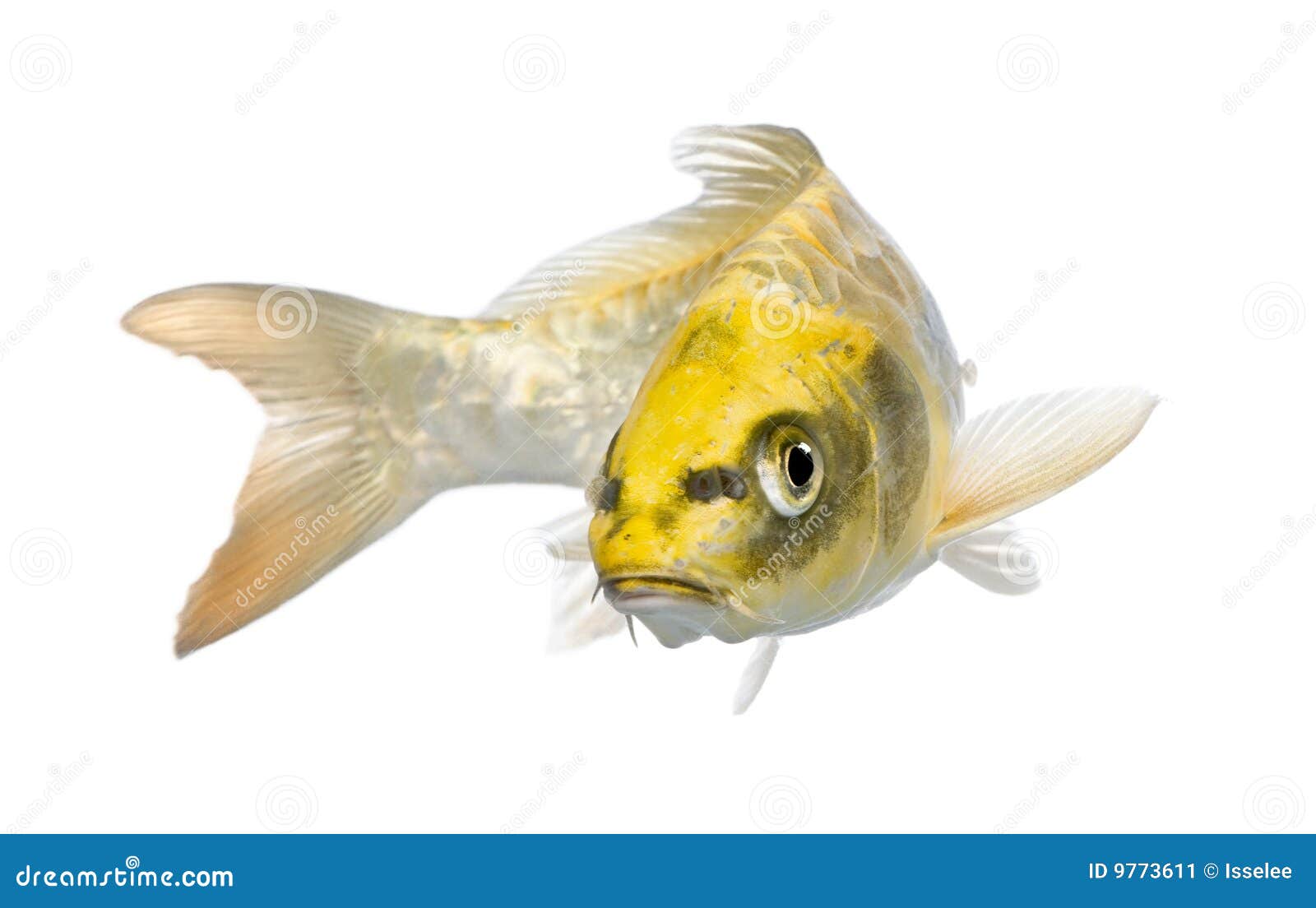 Yellow Koi Ogon Fish, Cyprinus Carpio, Studio Shot Royalty-Free Stock ...
