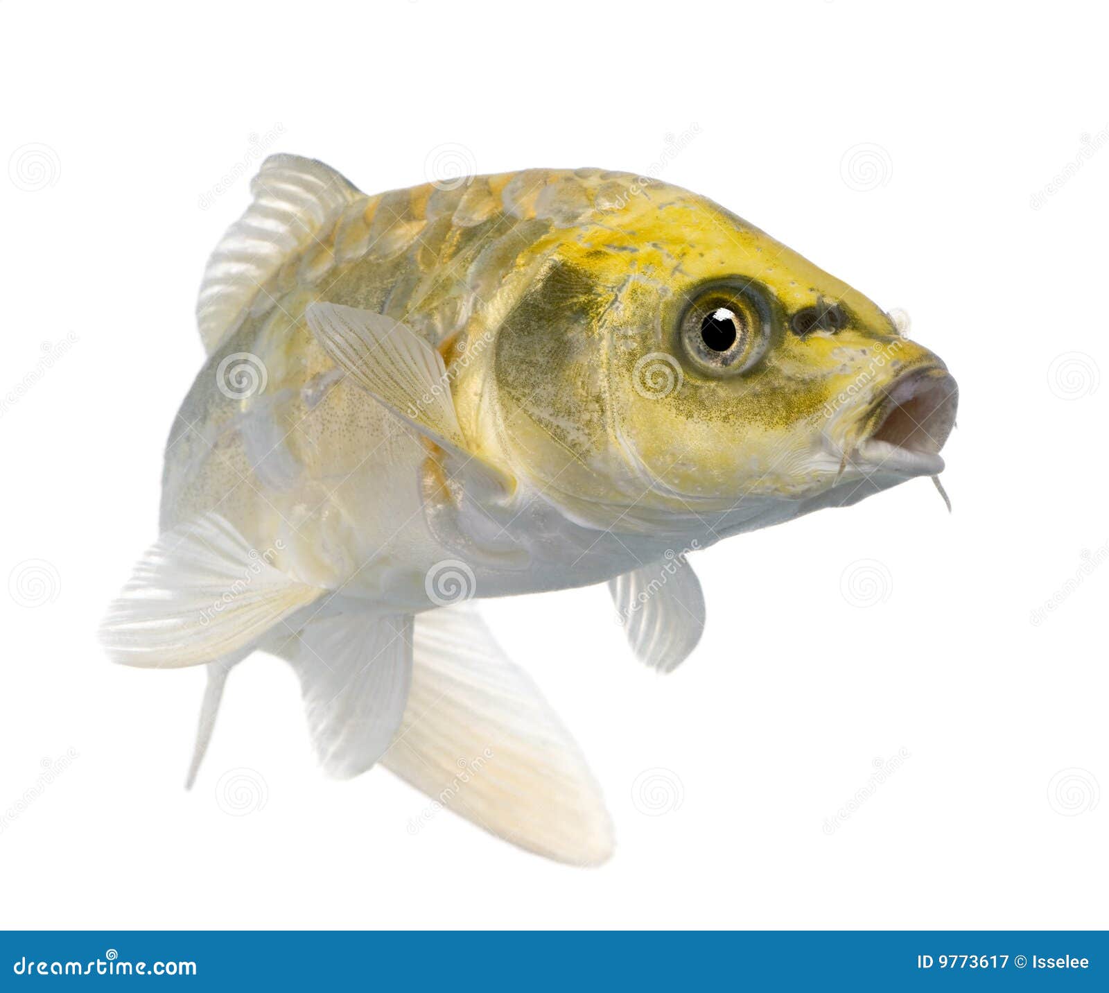 Yellow Koi Ogon Fish, Cyprinus Carpio, Studio Shot Royalty-Free Stock ...