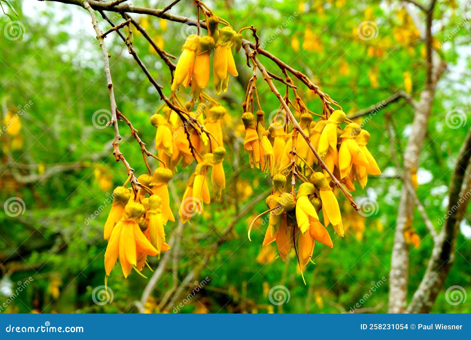 Yellow Kowhai Flowers Deep in Color Stock Photo - Image of yellow ...
