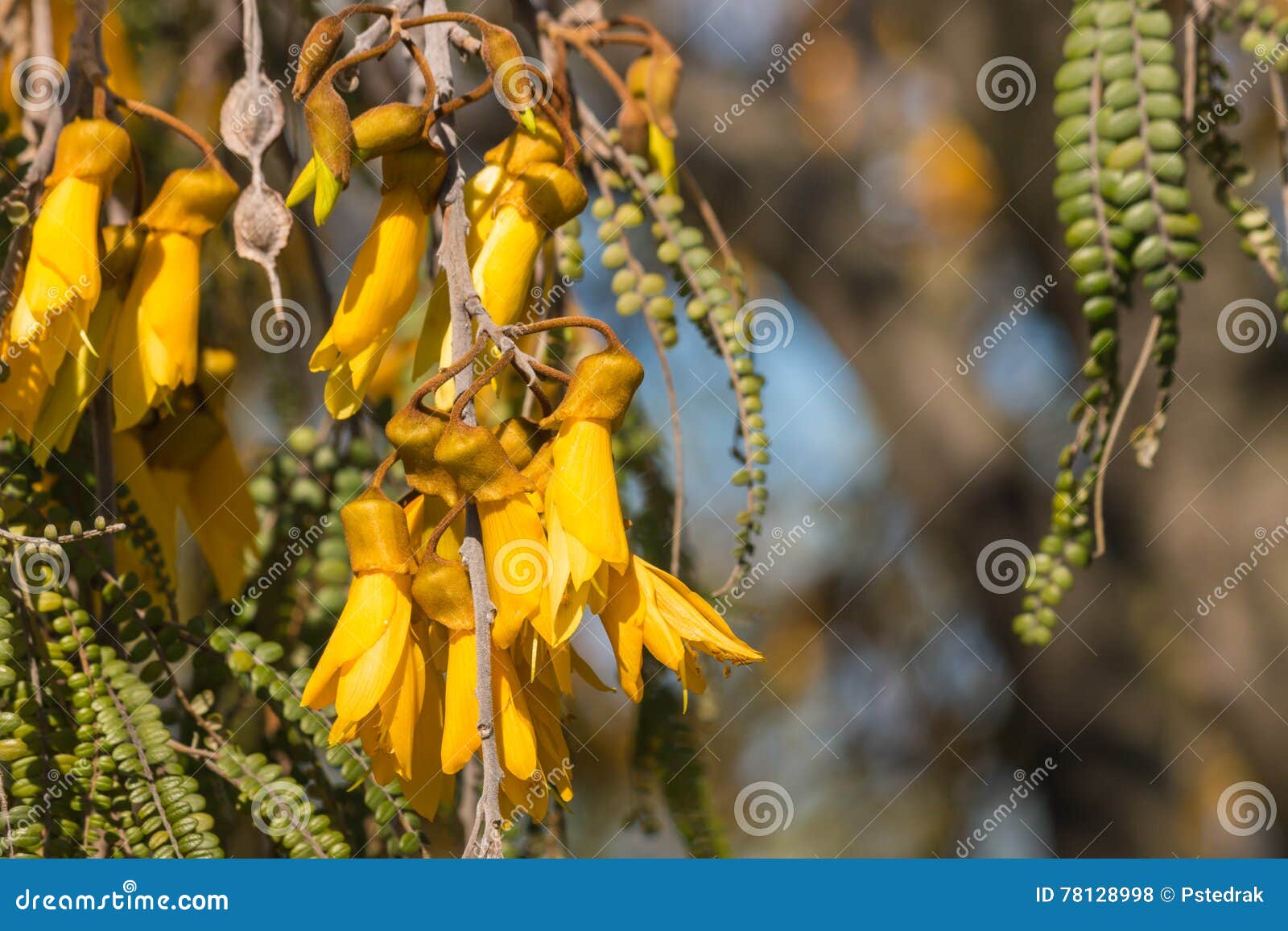 Yellow Kowhai Tree Flowers in Bloom Stock Photo - Image of flowers ...