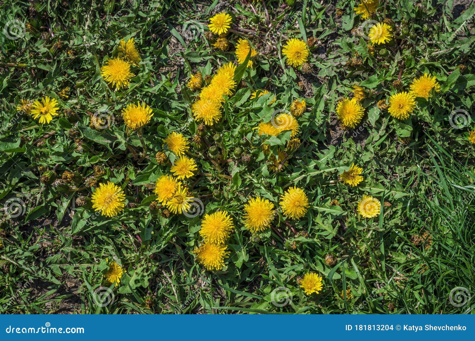 Yellow Kulbaba. Dandelion stock photo. Image of blossom - 181813204
