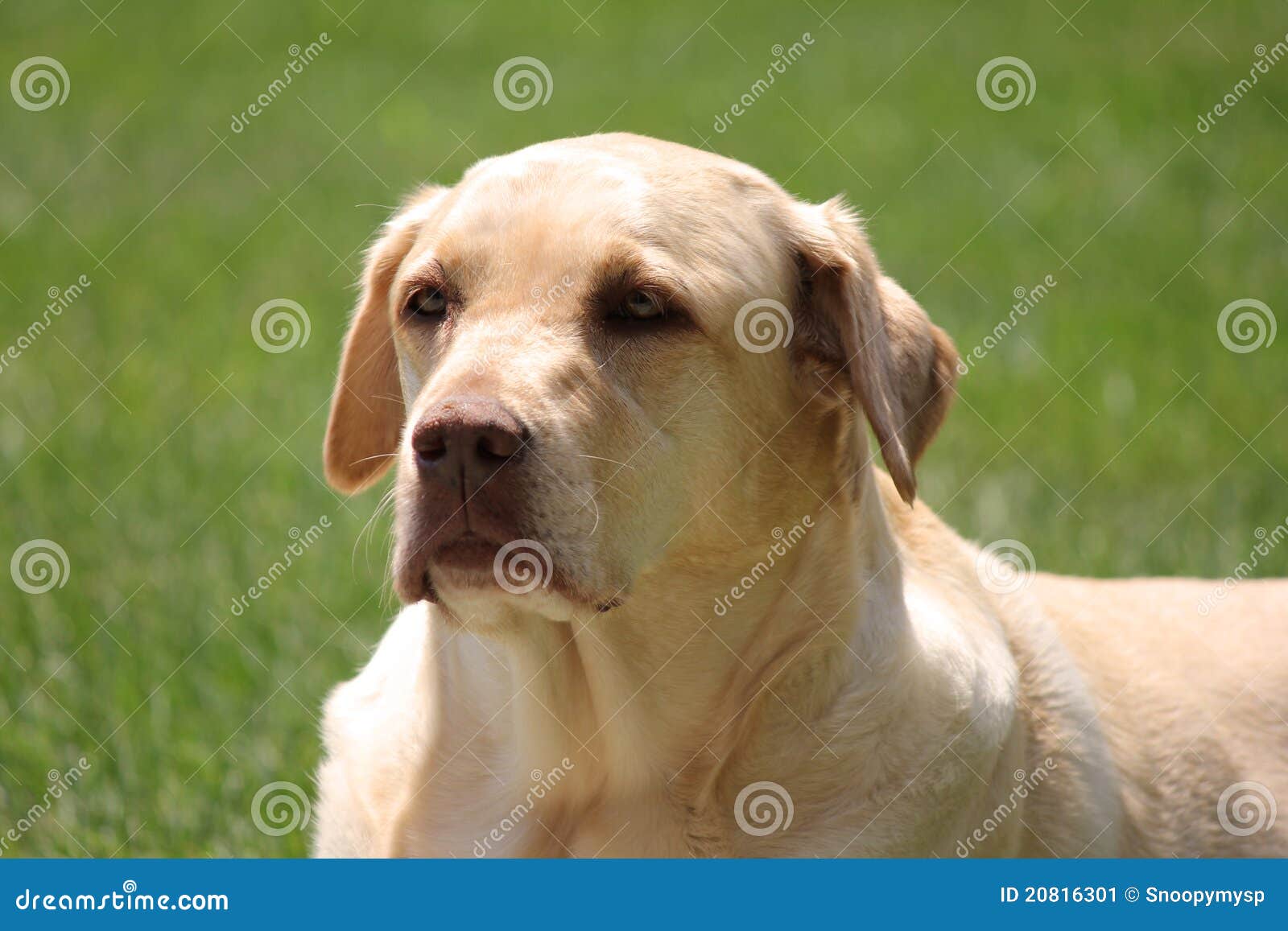 Yellow Lab stock image. Image of labs, animals, yellow - 20816301