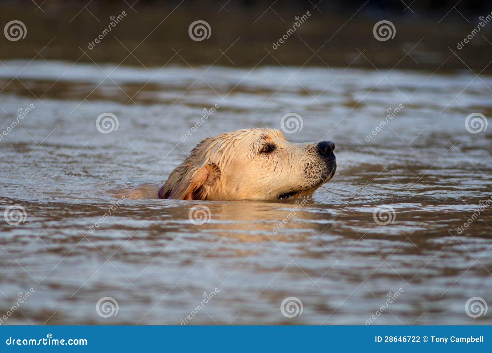 Yellow lab stock photo. Image of playing, nature, swimming - 28646722
