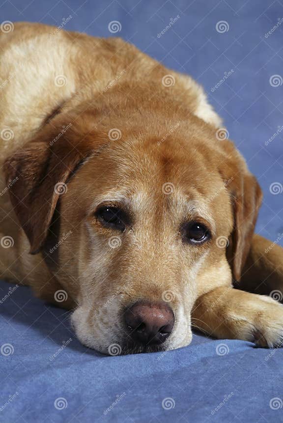 Yellow Lab stock image. Image of lazy, loving, friend, ears - 294895