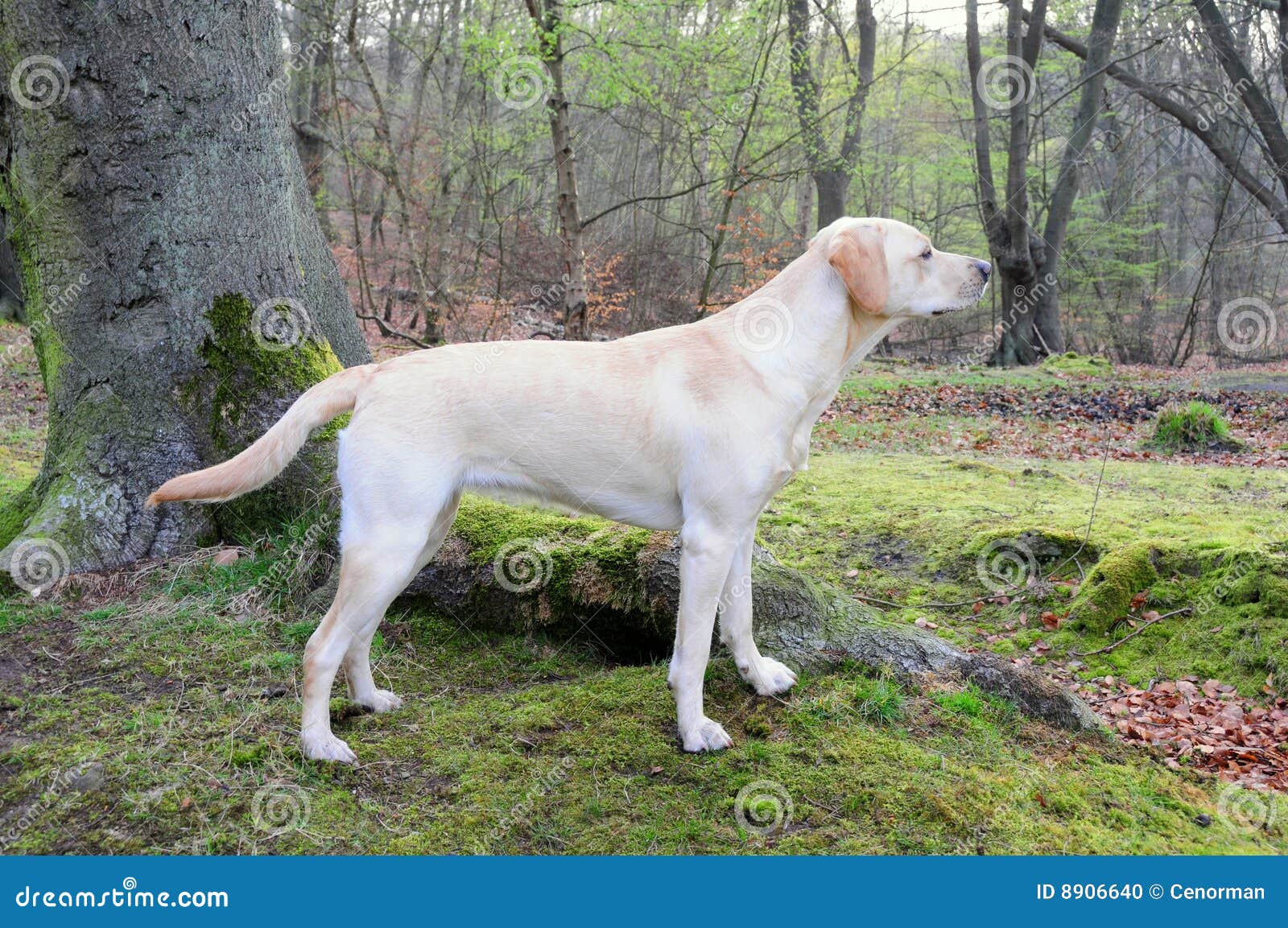 Yellow lab stock photo. Image of puppy, outdoors, golden - 8906640