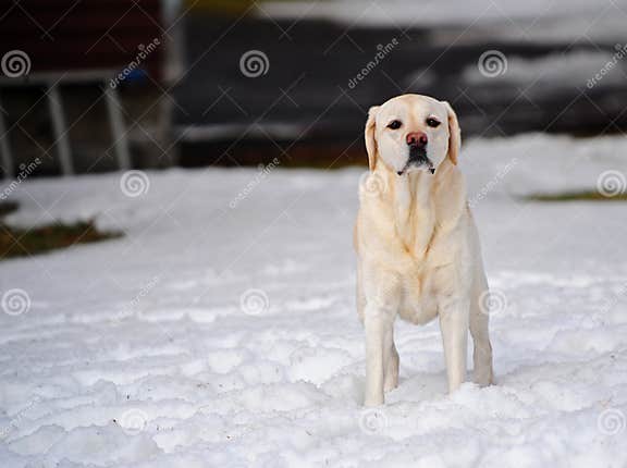 A Yellow Lab almost Blends into the Snow Stock Photo - Image of snow ...