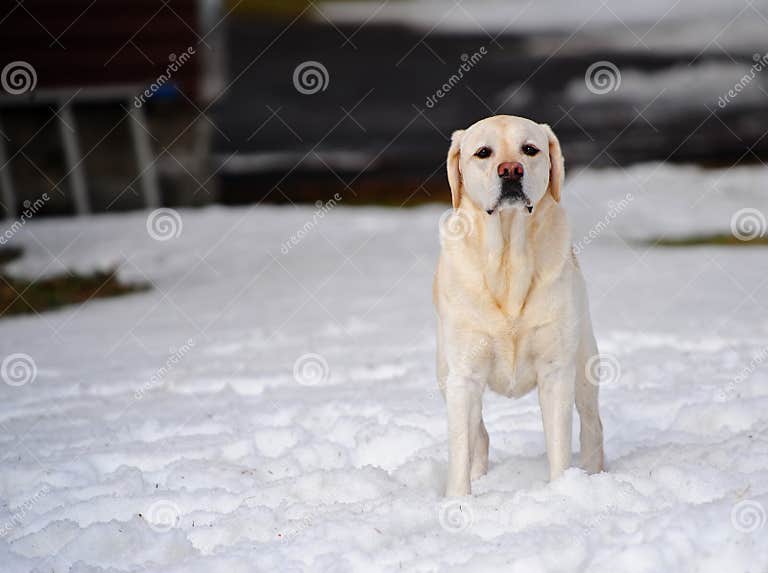 A Yellow Lab almost Blends into the Snow Stock Photo - Image of snow ...