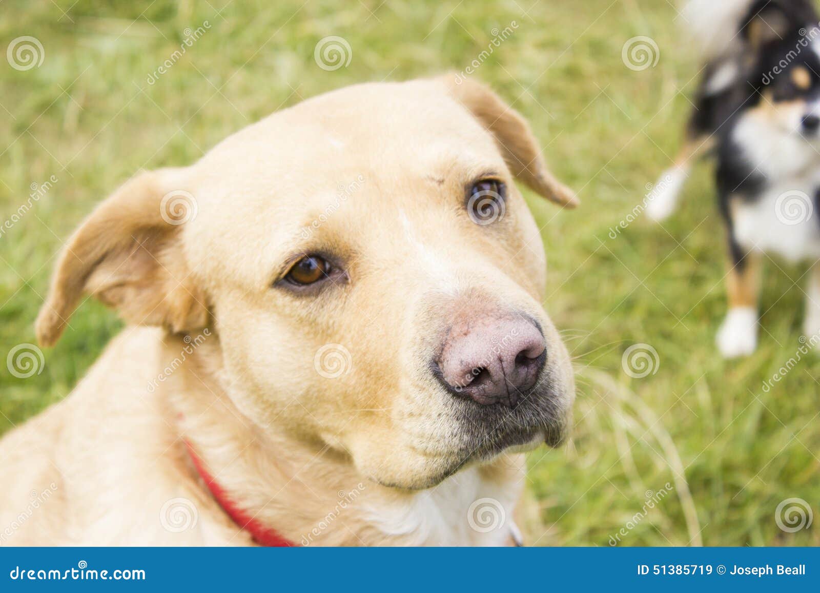 Yellow Lab stock image. Image of yellow, posing, eyes - 51385719