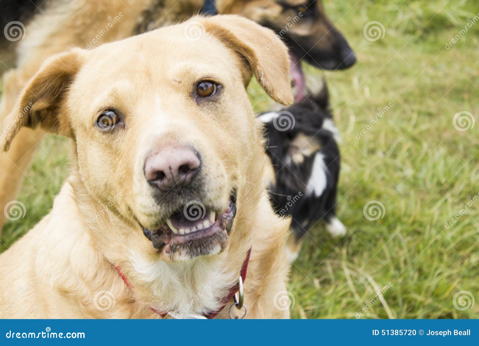 Yellow Lab stock photo. Image of posing, yellow, cute - 51385720