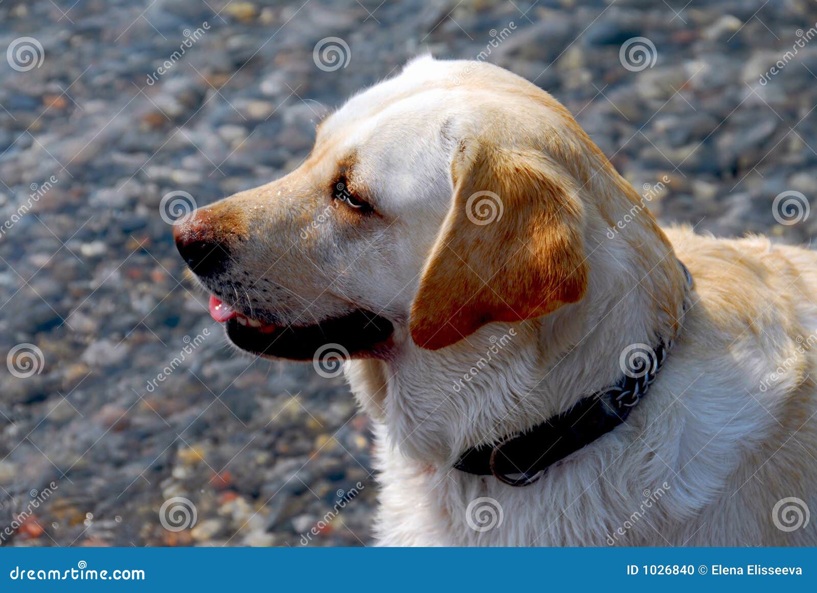 Yellow lab dog stock photo. Image of water, coast, profile - 1026840
