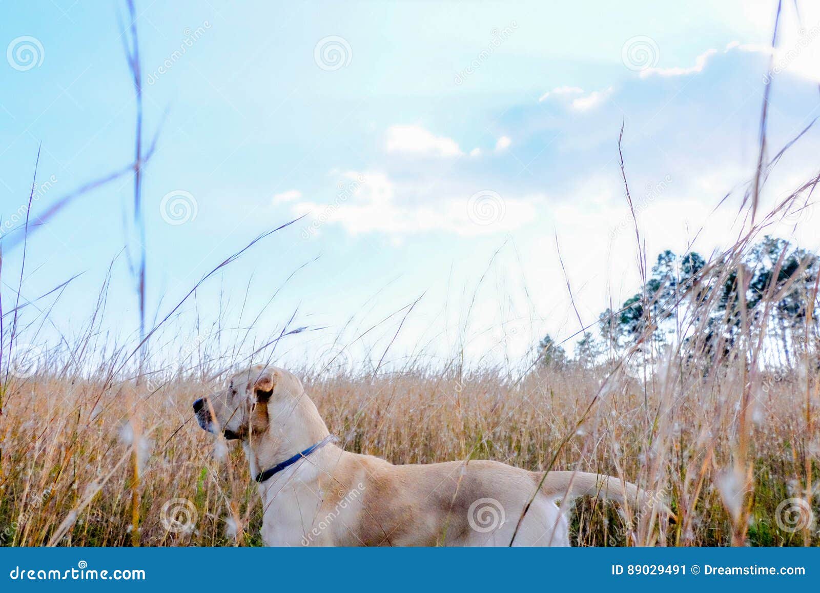 Yellow lab stock image. Image of open, nature, animal - 89029491