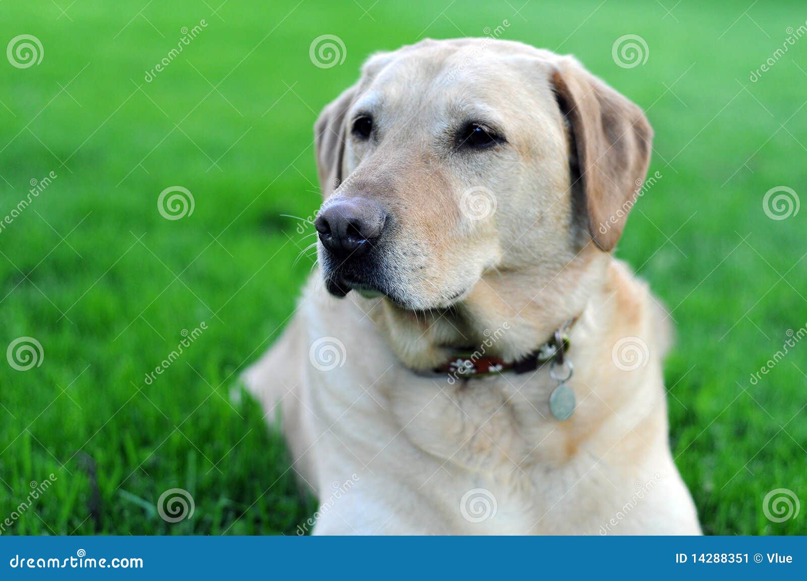 Yellow Lab Dog on Grass stock image. Image of tired, field - 14288351