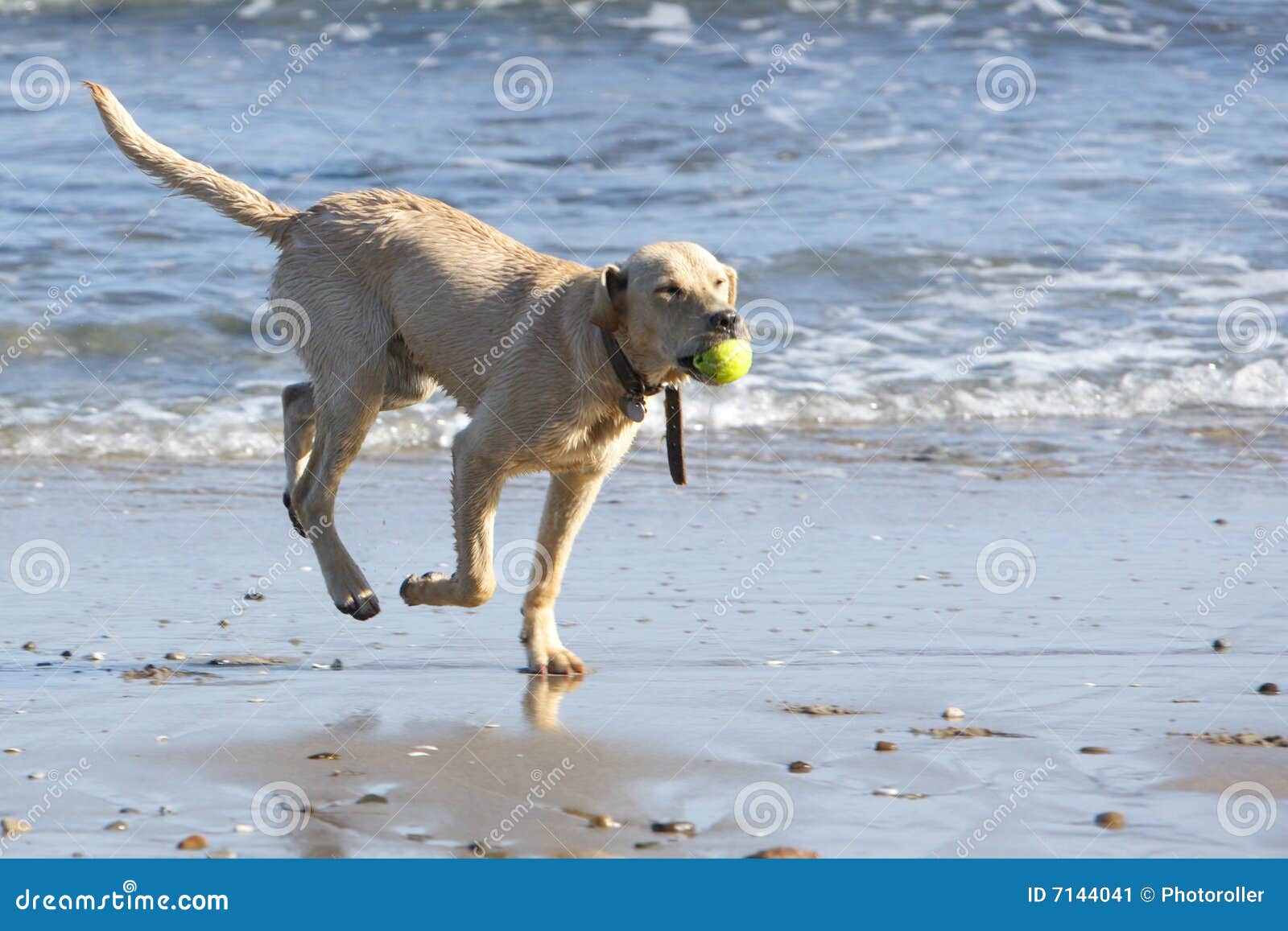 A Yellow Lab Getting a Tennis Ball Stock Image - Image of throw, ball ...