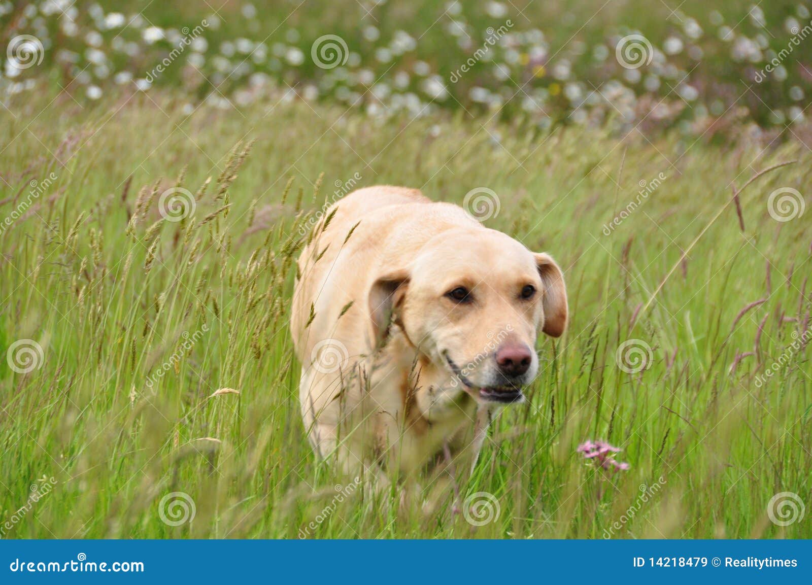 Yellow Lab in the Grass stock image. Image of pets, summer - 14218479