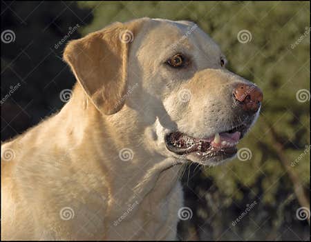 Yellow lab head shot stock photo. Image of looking, beautiful - 6848032