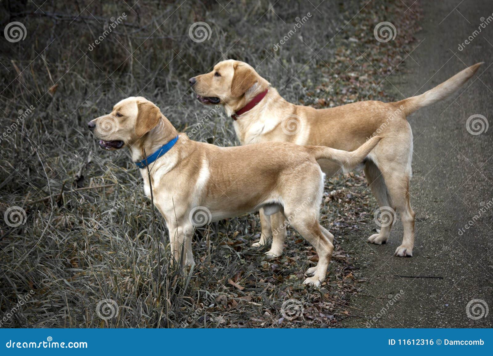 Are Labrador Retrievers Hunting Dogs