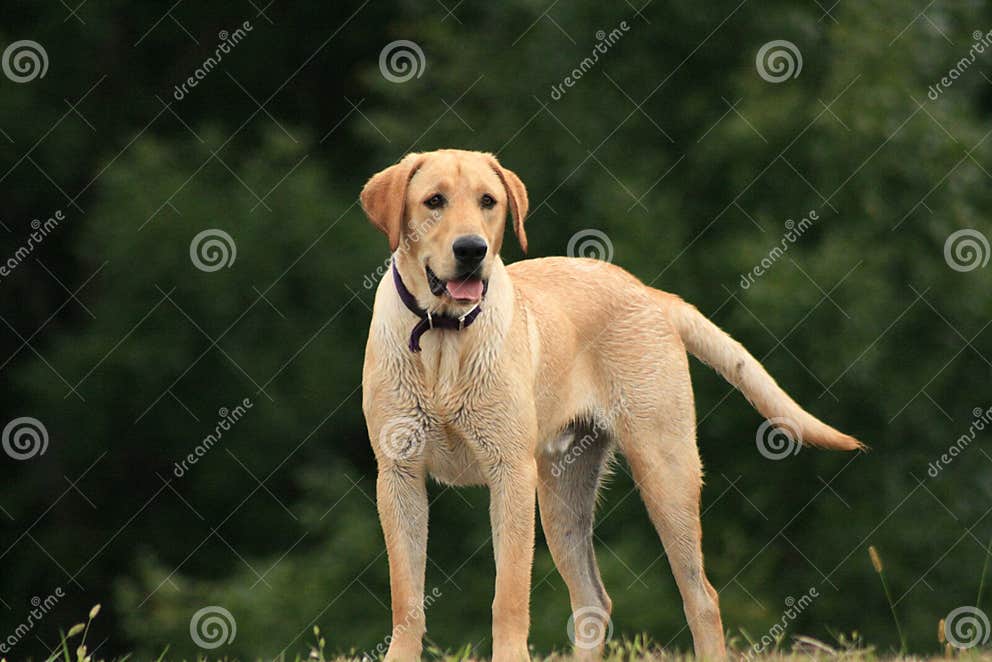 Yellow Lab Hunting stock image. Image of animal, breed - 5887993