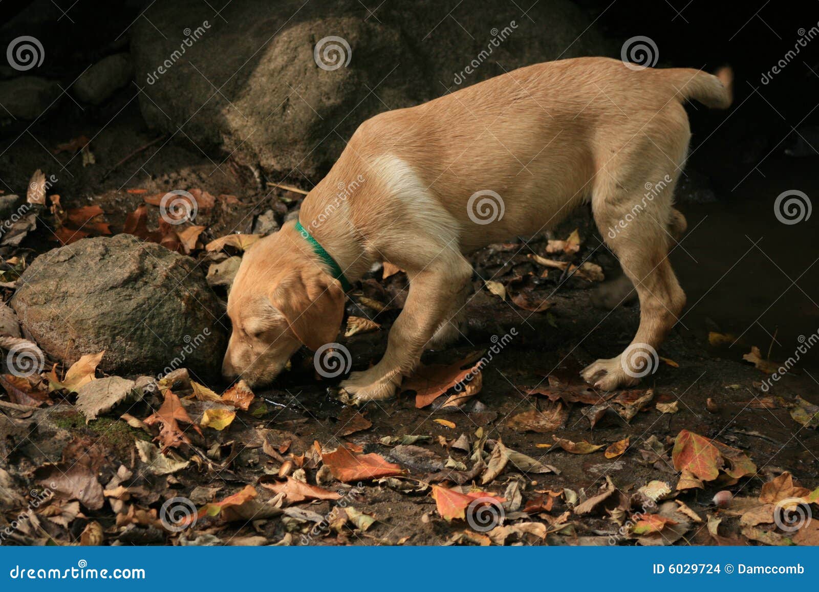 Yellow Lab Hunting stock photo. Image of brush, labrador - 6029724