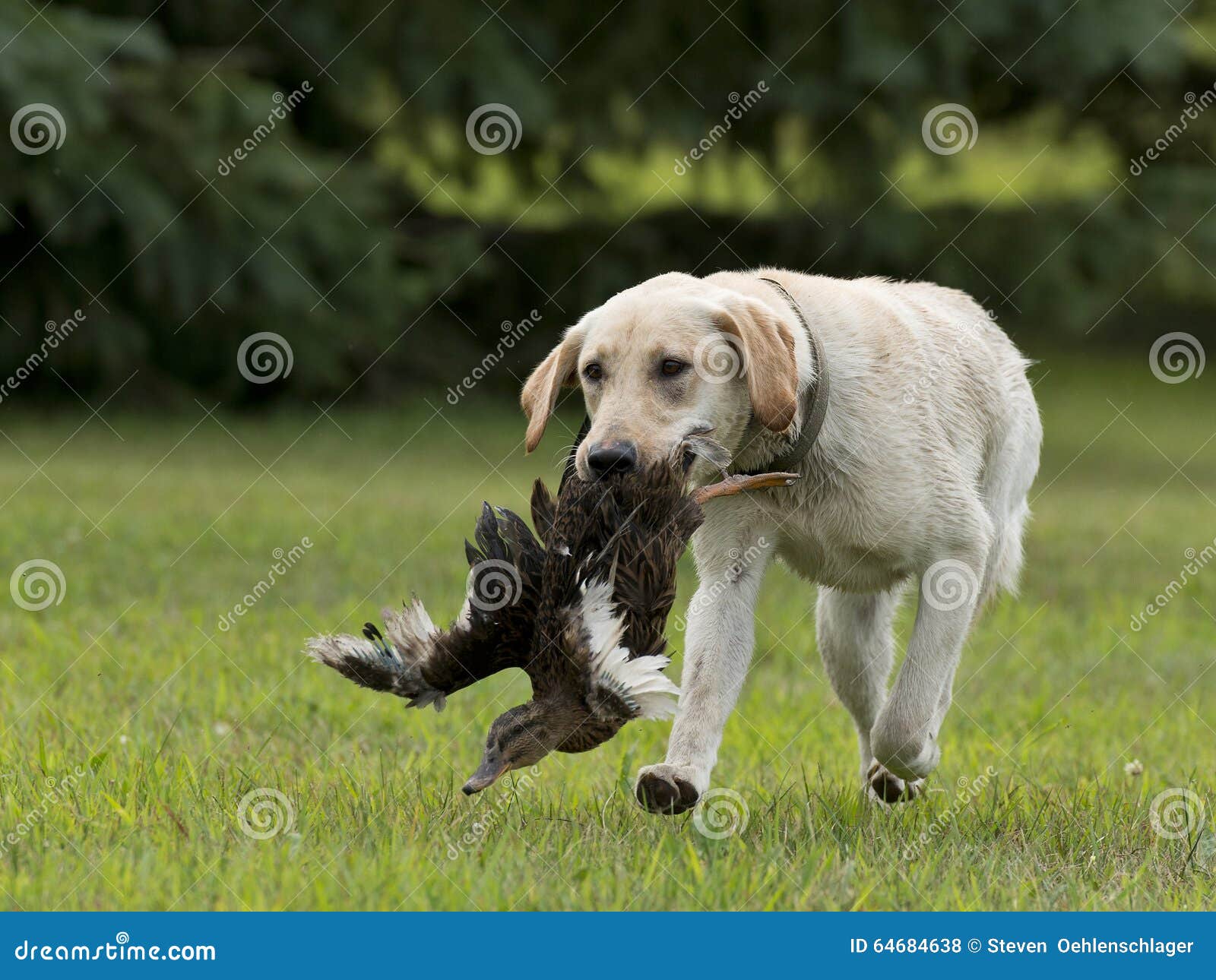 A Yellow Lab Hunting Dog stock photo. Image of hunt, bumper - 64684638