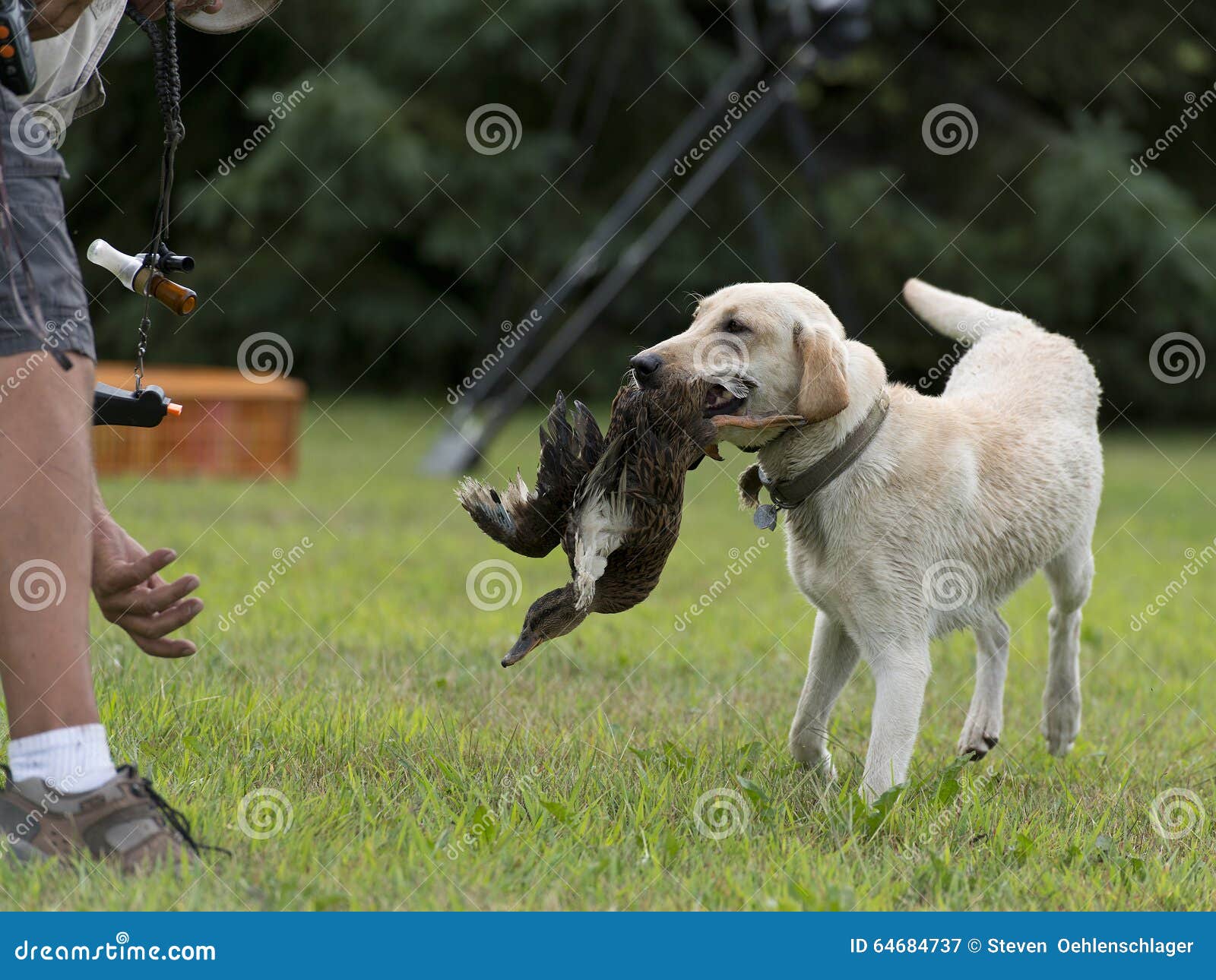 A Yellow Lab Hunting Dog stock image. Image of yellow - 64684737