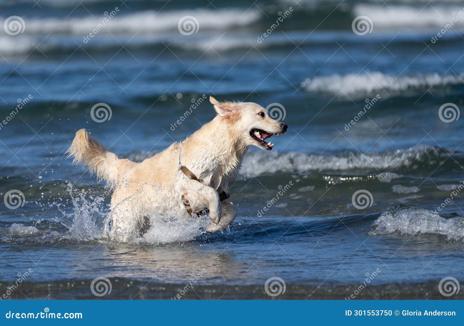 Yellow Lab Jumping through the Surf at the Beach Stock Photo - Image of ...