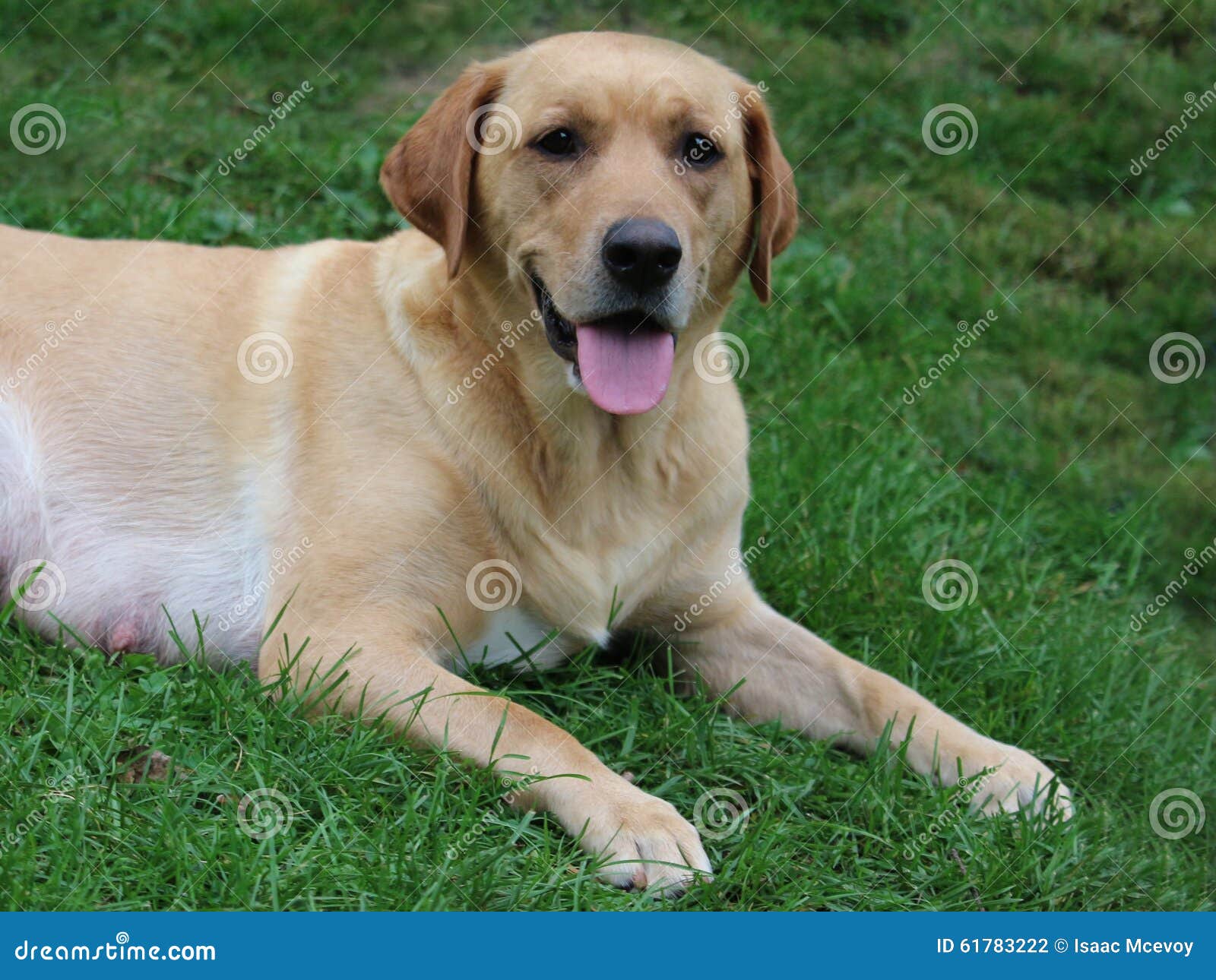 Yellow lab on the lawn stock photo. Image of smiling - 61783222
