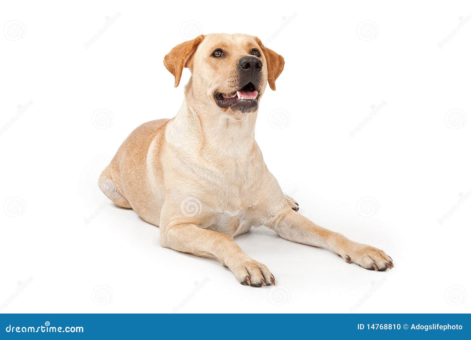 Yellow Lab Laying Down stock photo. Image of labrador - 14768810