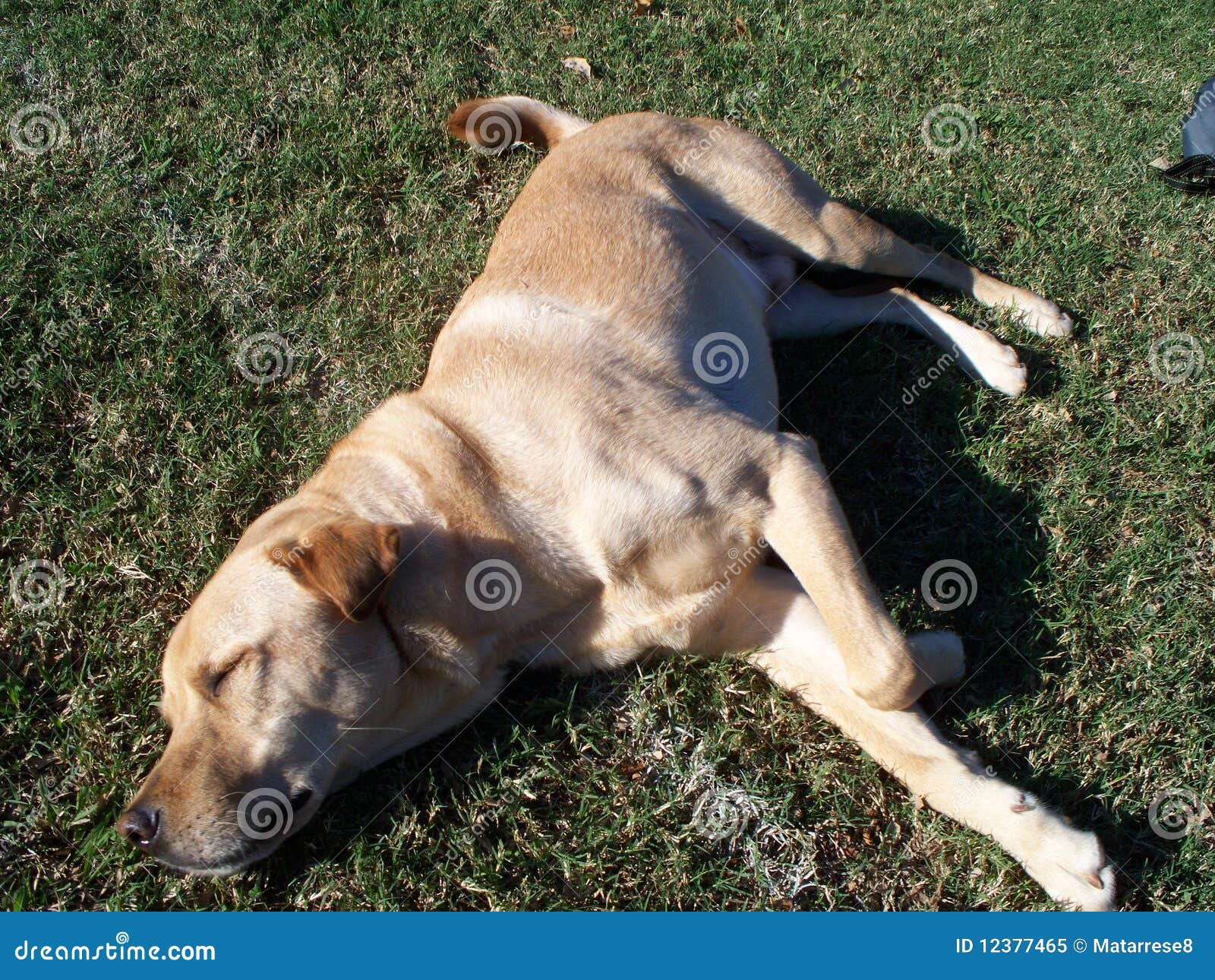 Yellow Lab laying on grass stock image. Image of puppy - 12377465