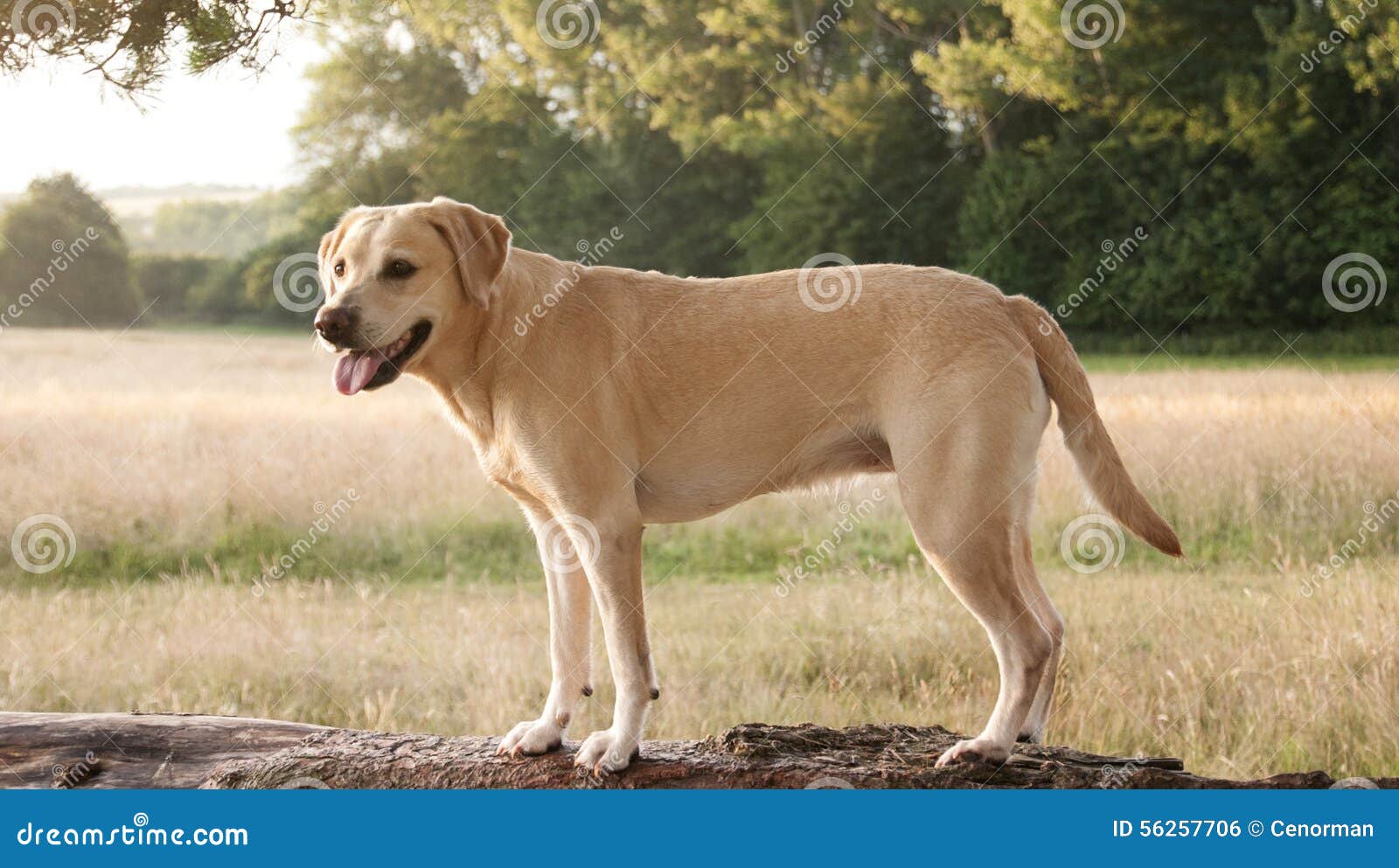 Yellow lab stock photo. Image of working, labrador, gold - 56257706