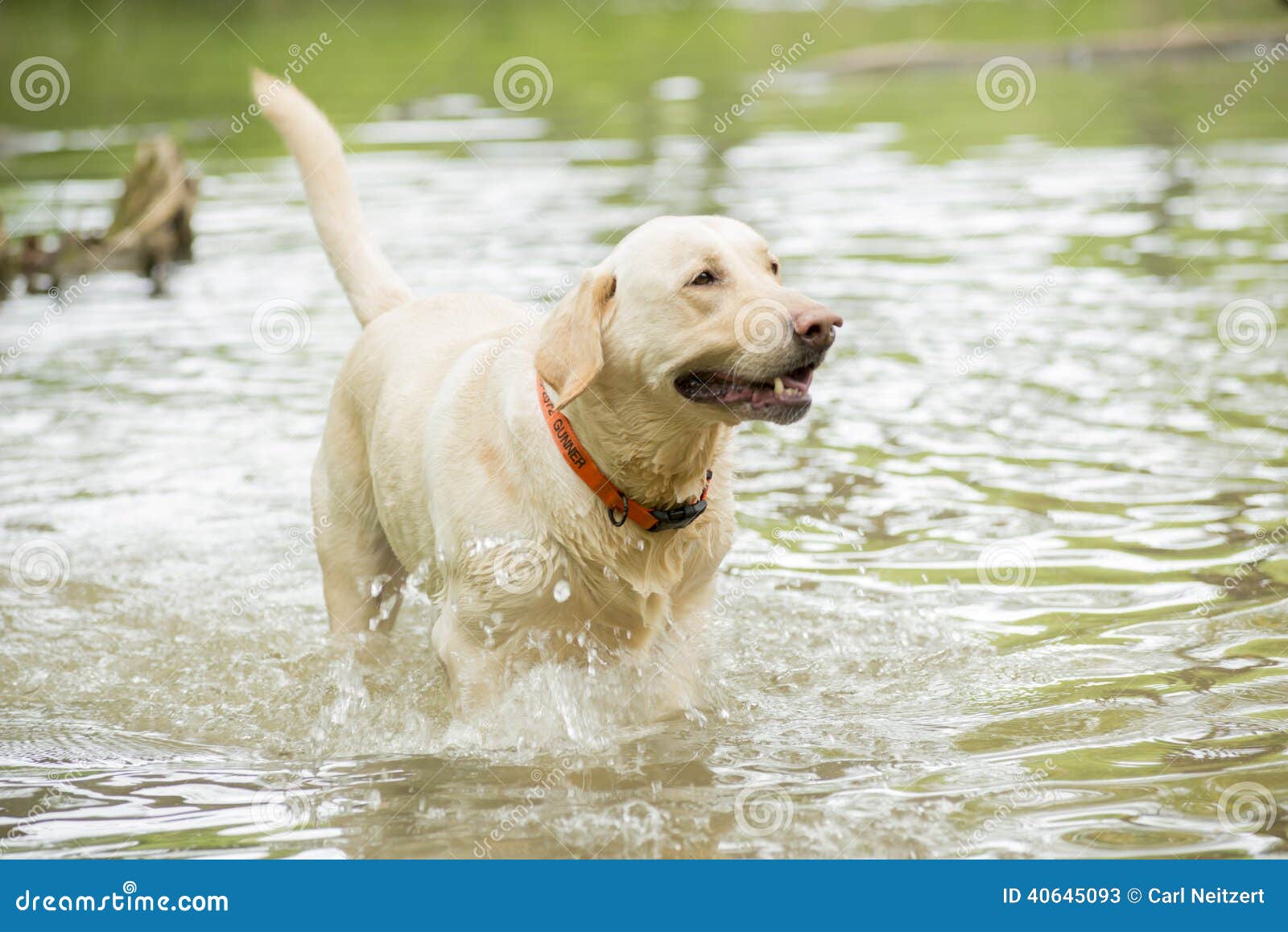 Yellow Lab Playing in Water Stock Image - Image of smelly, stream: 40645093
