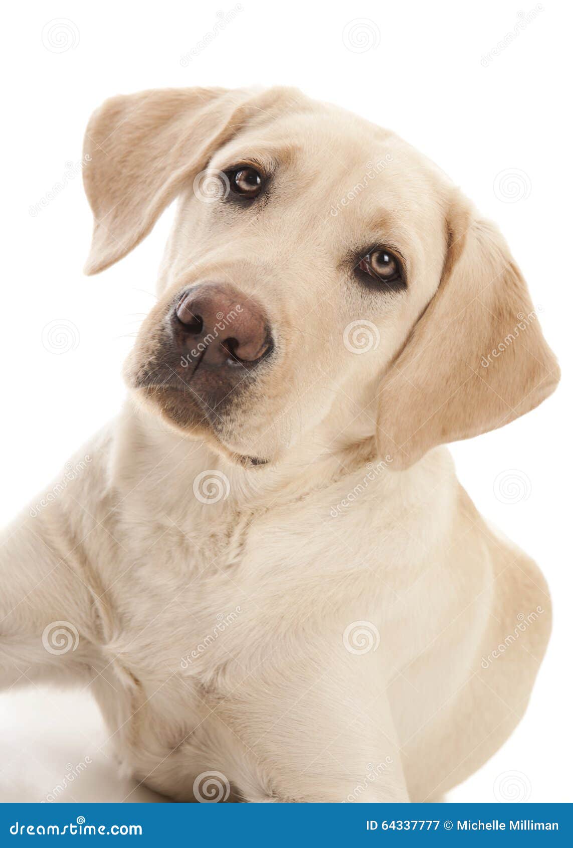 Yellow Lab stock image. Image of white, beautiful, guide - 64337777