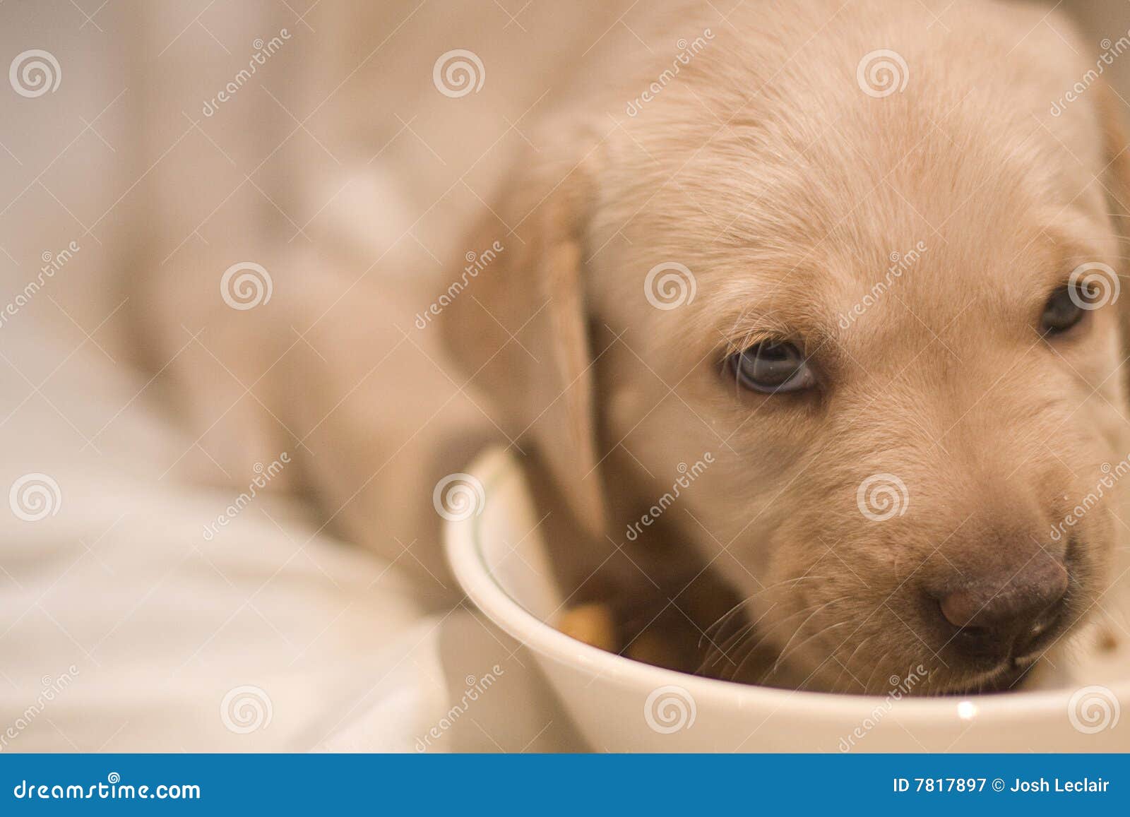 Yellow Lab Pup Eating stock image. Image of adorable, yellow - 7817897