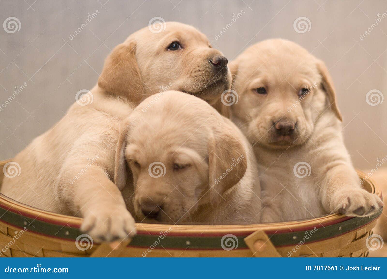 Yellow Lab Puppies stock image. Image of adorable, cute - 7817661