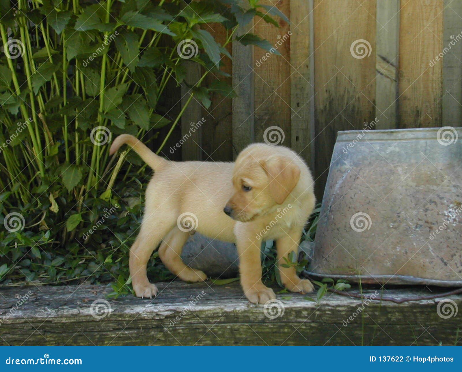 Yellow Lab Puppy stock photo. Image of canine, young, adorable - 137622
