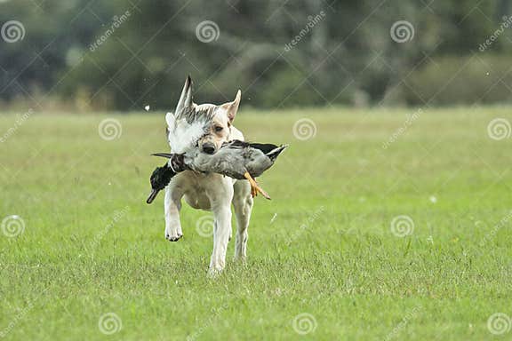 Yellow Lab Puppy Retrieving Stock Image - Image of labrador, practicing ...